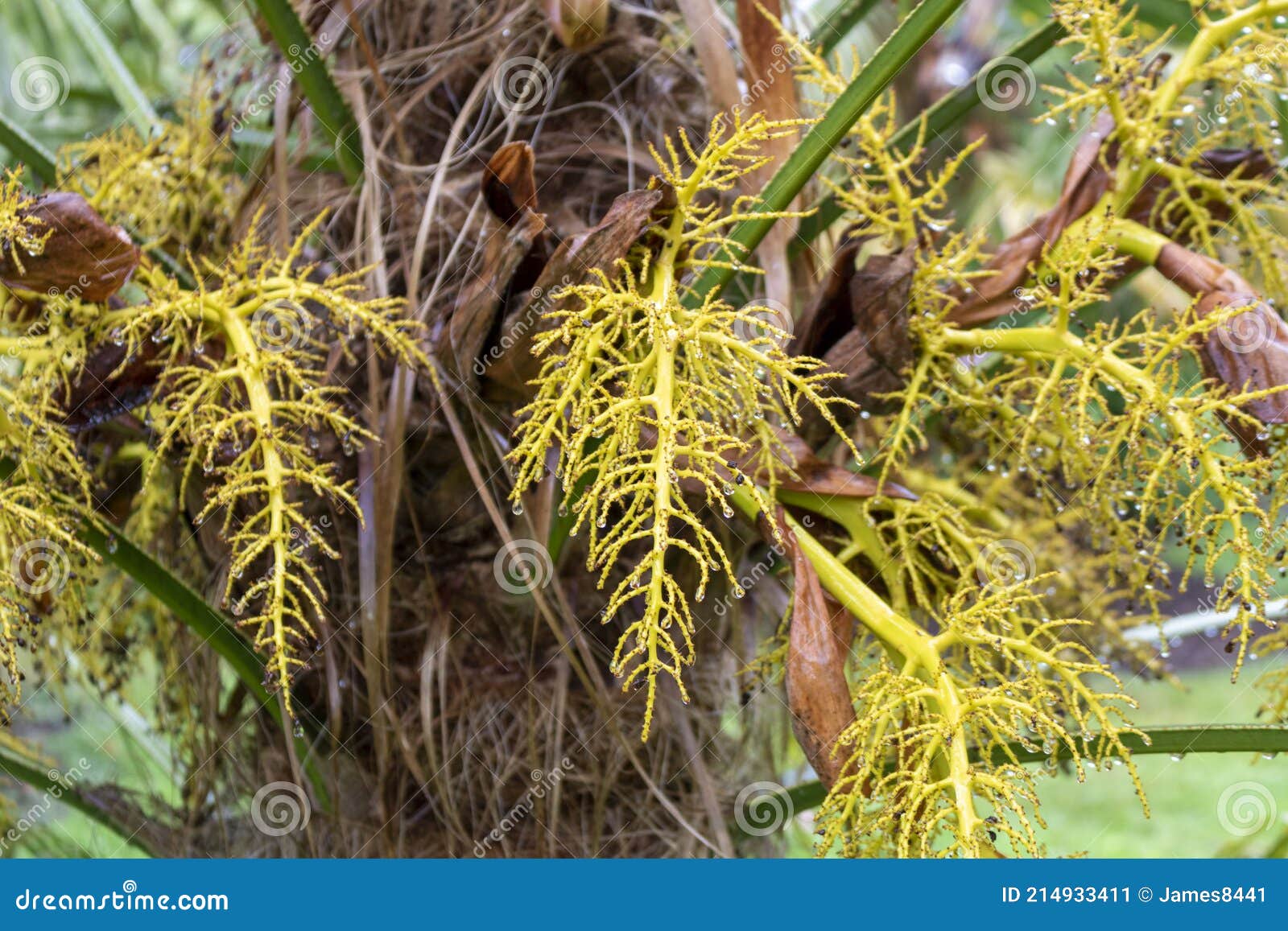 Inflorescence des palmiers image stock. Image of petit - 214933411