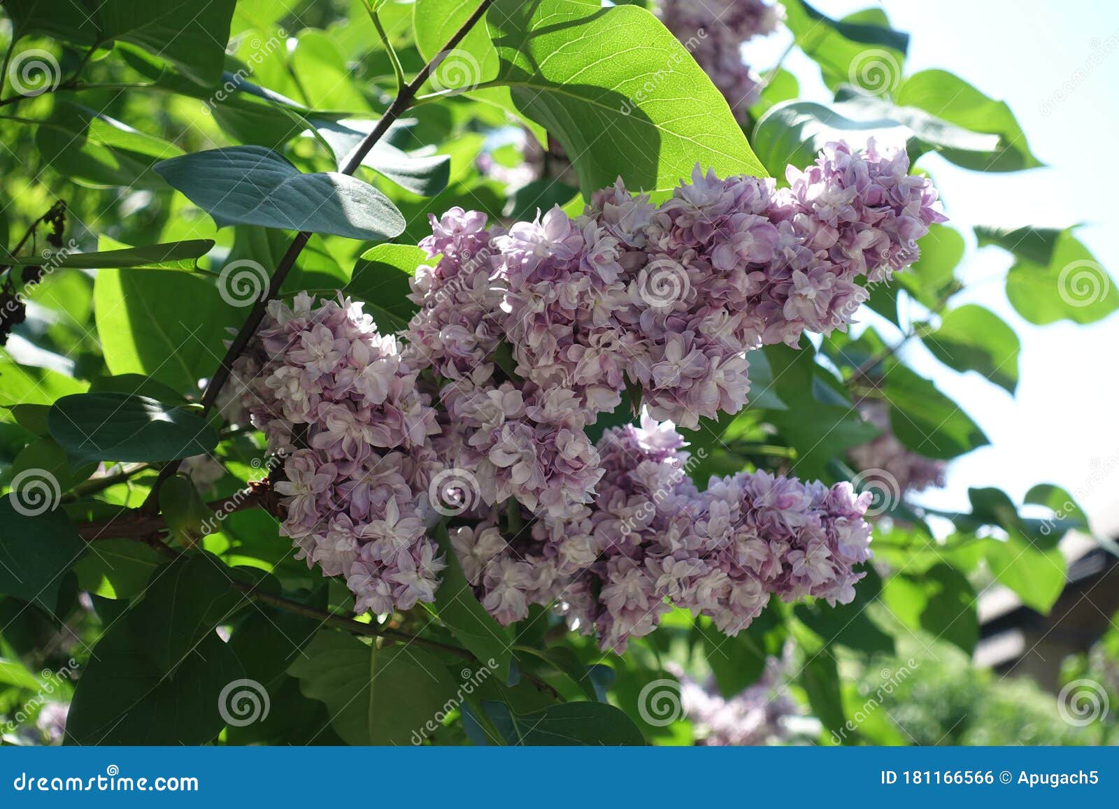Inflorescence of Double Flowered Cultivar of Lilac in May Stock Photo ...
