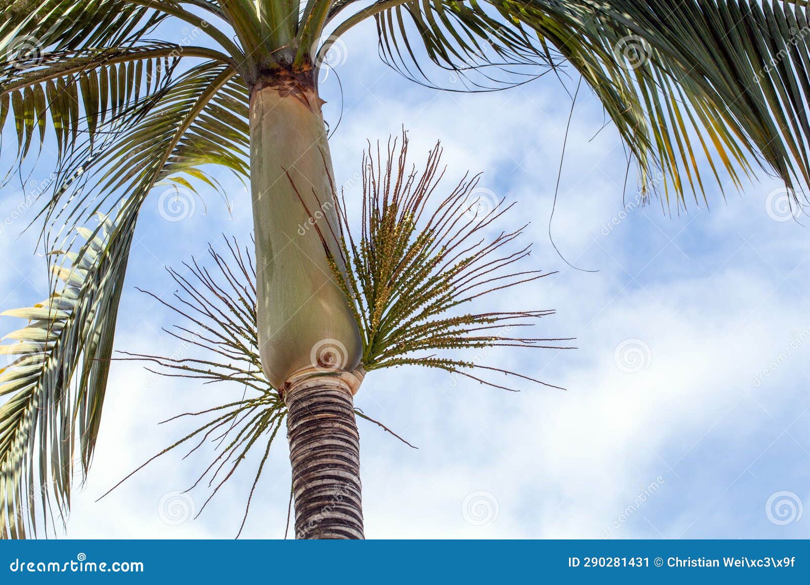 Inflorescence of a Florida Royal Palm, Roystonea Regia Stock Image ...
