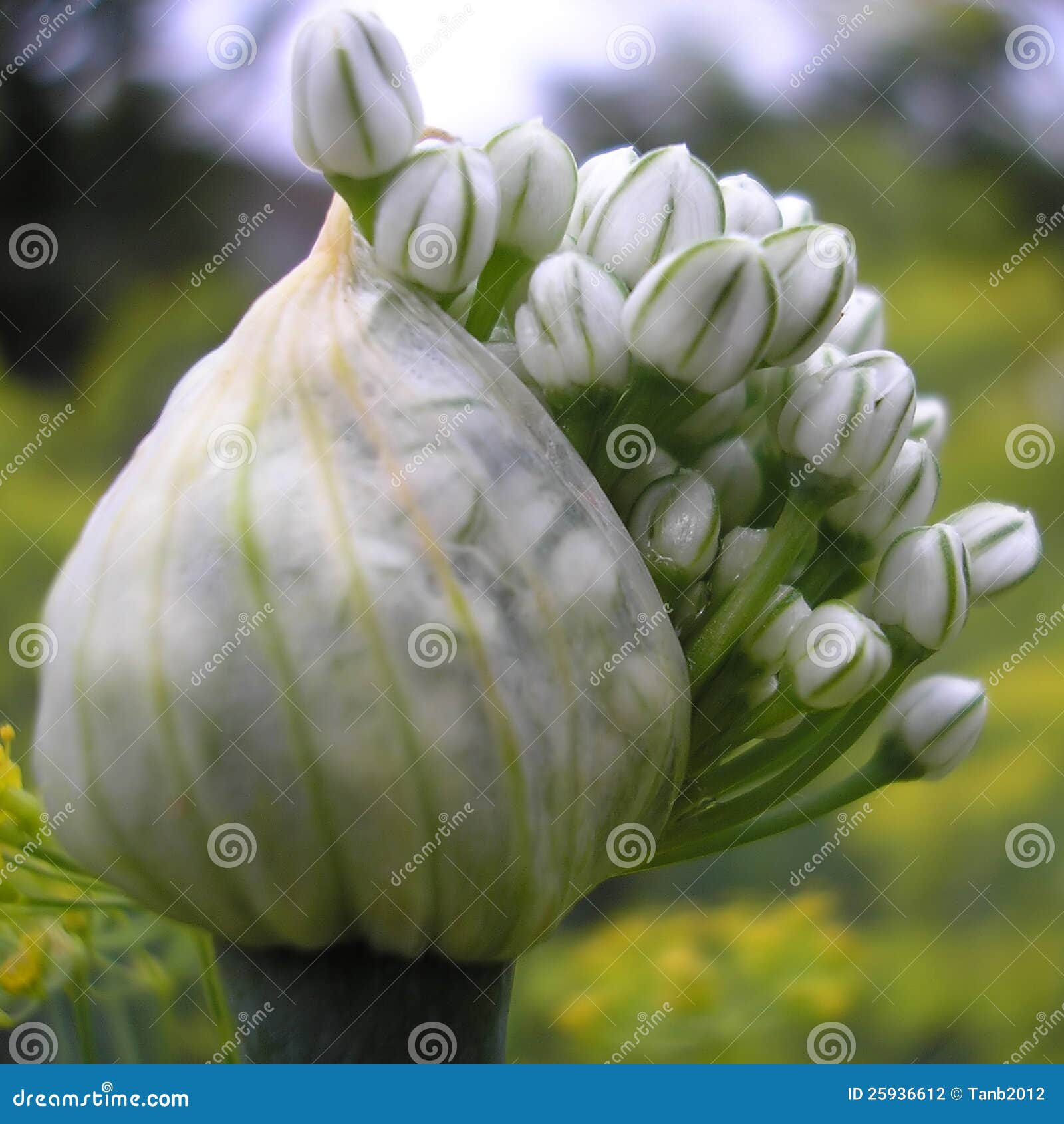 Inflorescence of garlic stock photo. Image of division - 25936612