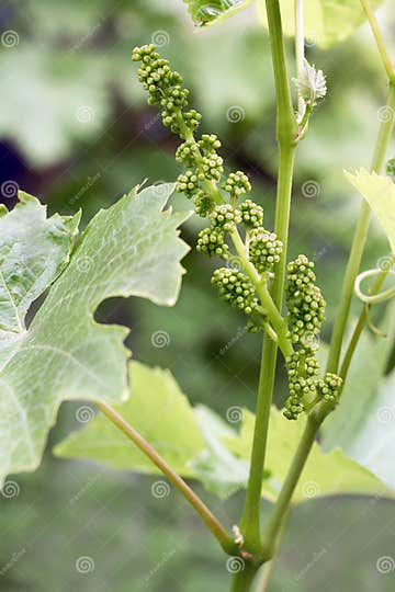 Inflorescence of grapes stock image. Image of foliage - 47698937