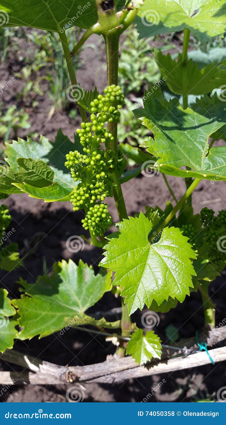Inflorescence of Grapes in the Garden Stock Photo - Image of berry ...