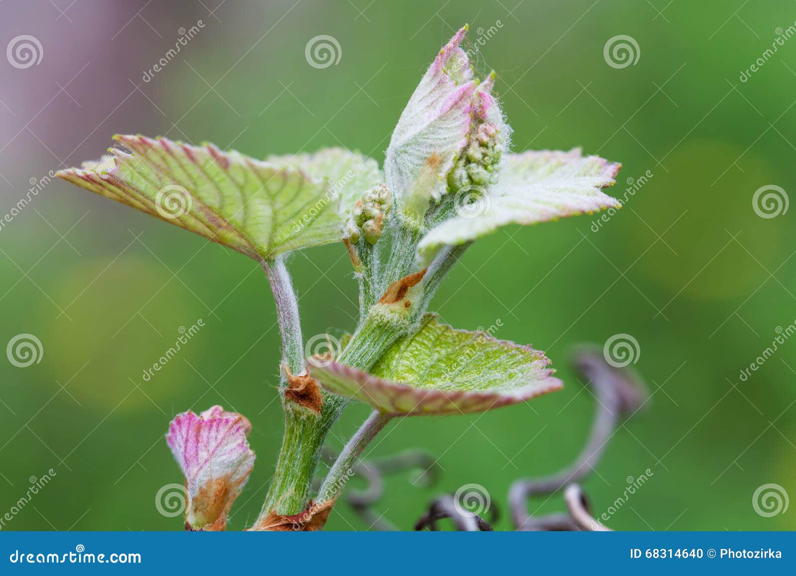Inflorescence of grapes stock photo. Image of grapevine - 68314640