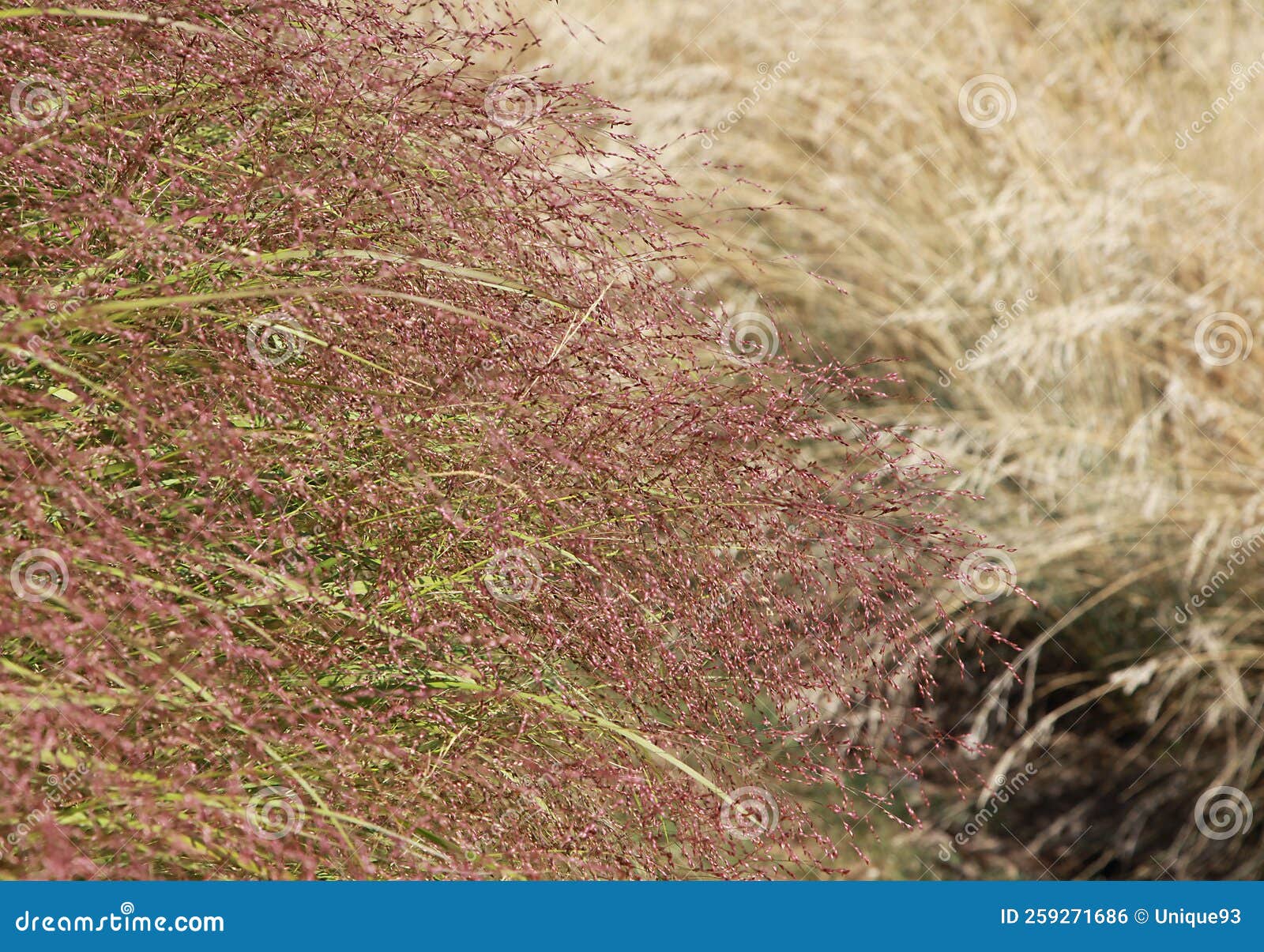 Inflorescence of a Grass Eragrostis Spectabilis Stock Photo - Image of ...