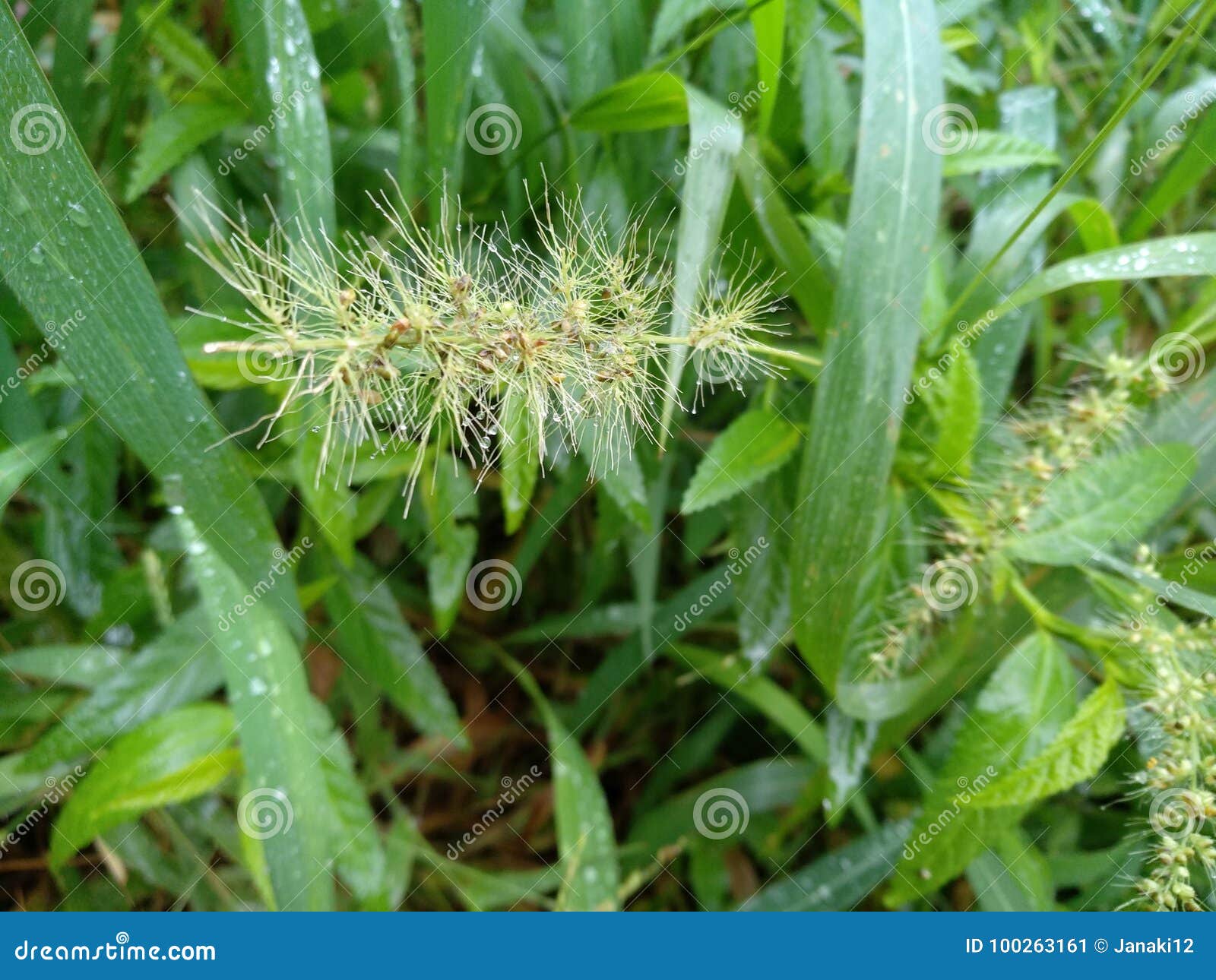 Inflorescence of grass stock image. Image of raindrops - 100263161
