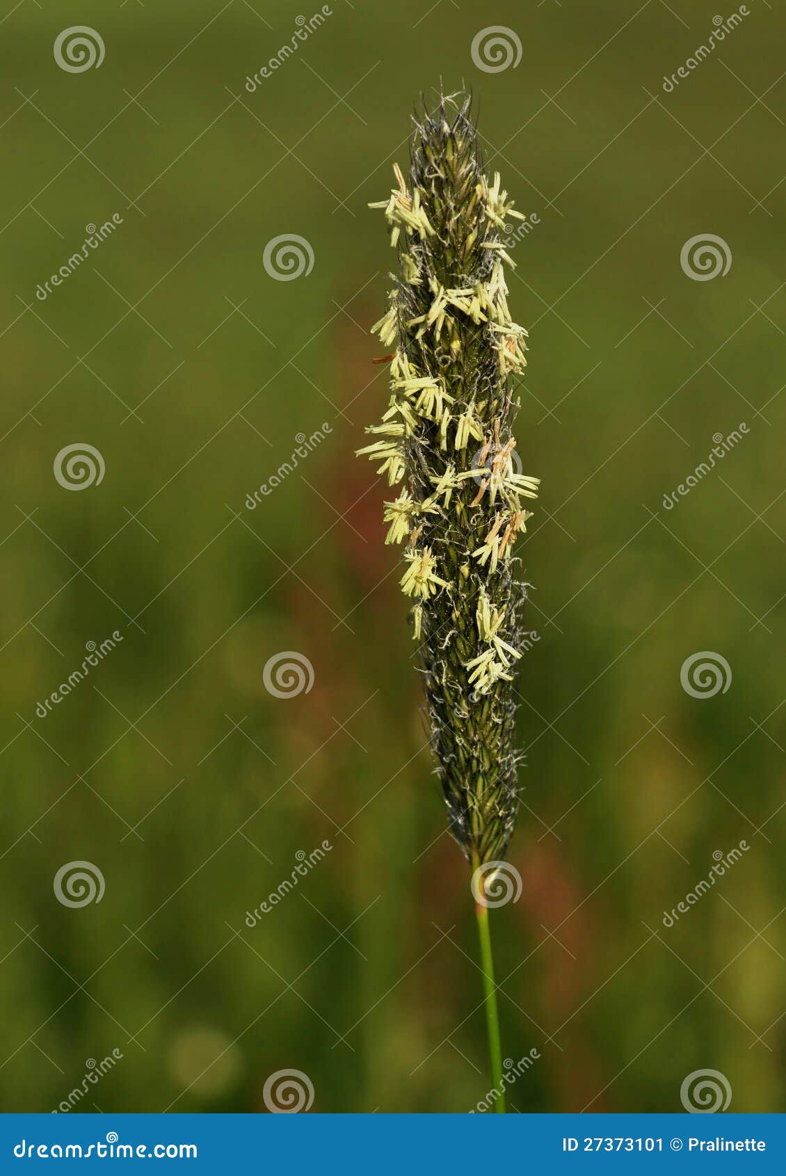 Inflorescence of Grass with Pollen Stock Image - Image of detail ...