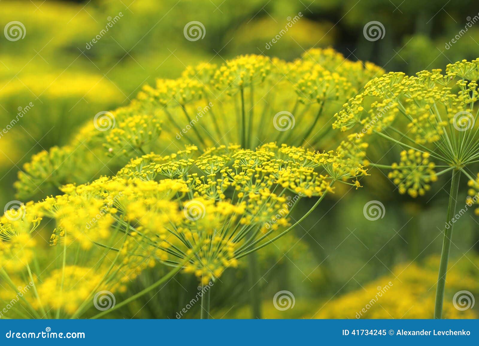 Inflorescence Stems Fennel Seeds Stock Photos - Free & Royalty-Free ...