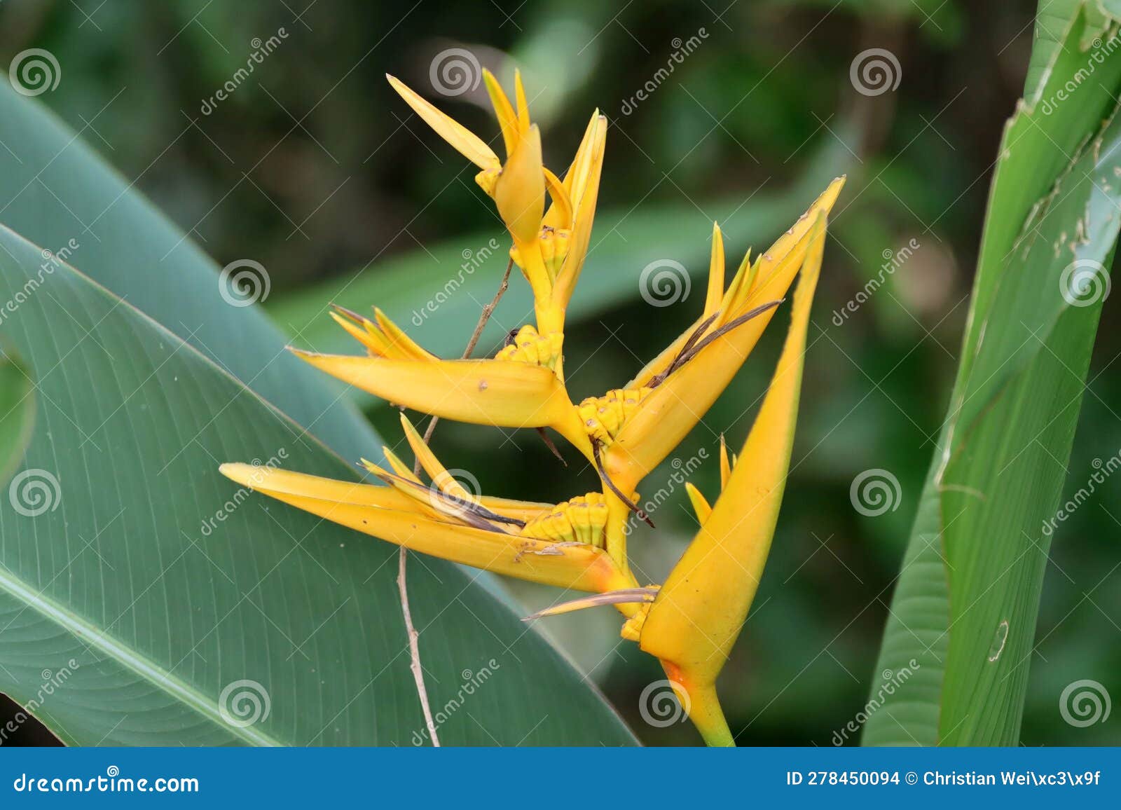 Inflorescence of Heliconia Lingulata Stock Photo - Image of plant ...