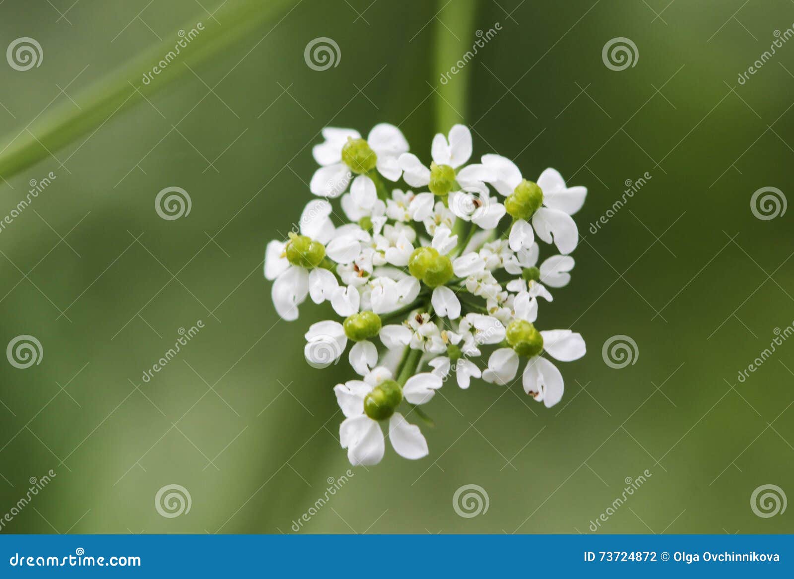 Inflorescence of a Herb Hemlock or Poison Conium Maculatum Stock Photo ...