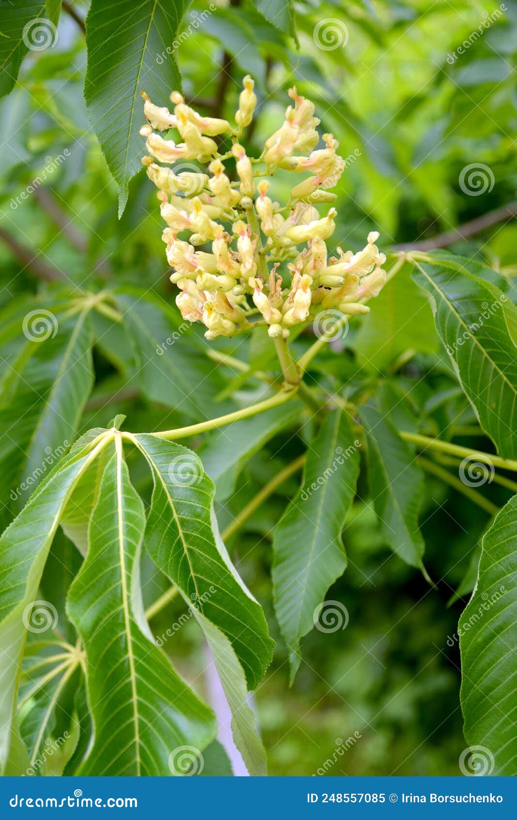 Inflorescence of Horse Chestnut Yellow Aesculus Flava Sol Stock Image ...