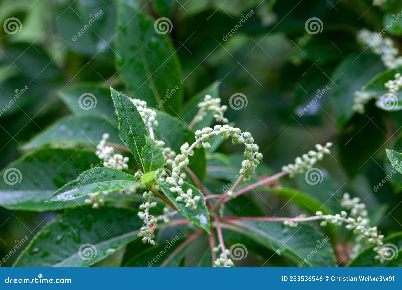 Inflorescence of a Japanese Clethra, Clethra Barbinervis Stock Photo ...