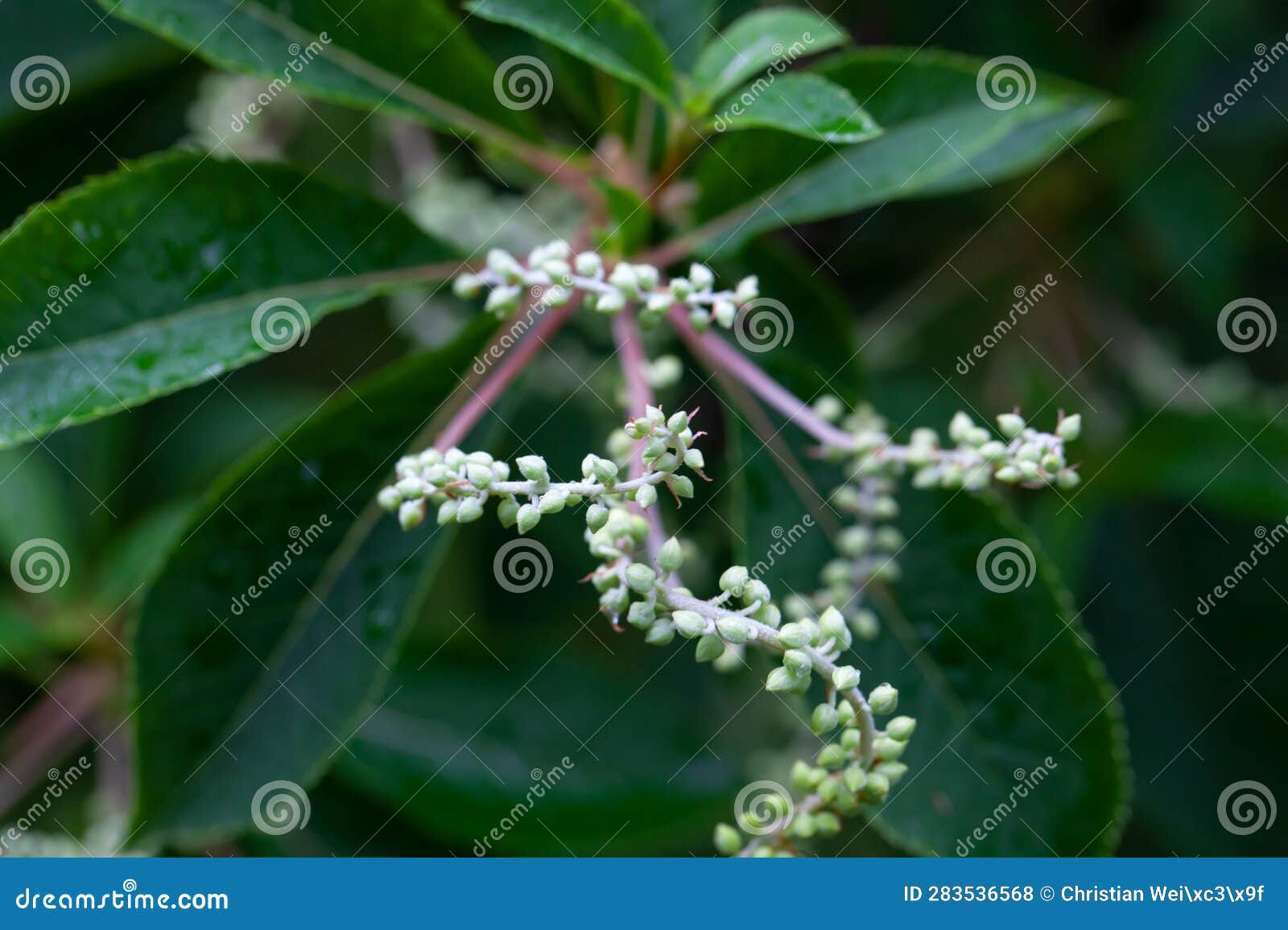 Inflorescence of a Japanese Clethra, Clethra Barbinervis Stock Photo ...