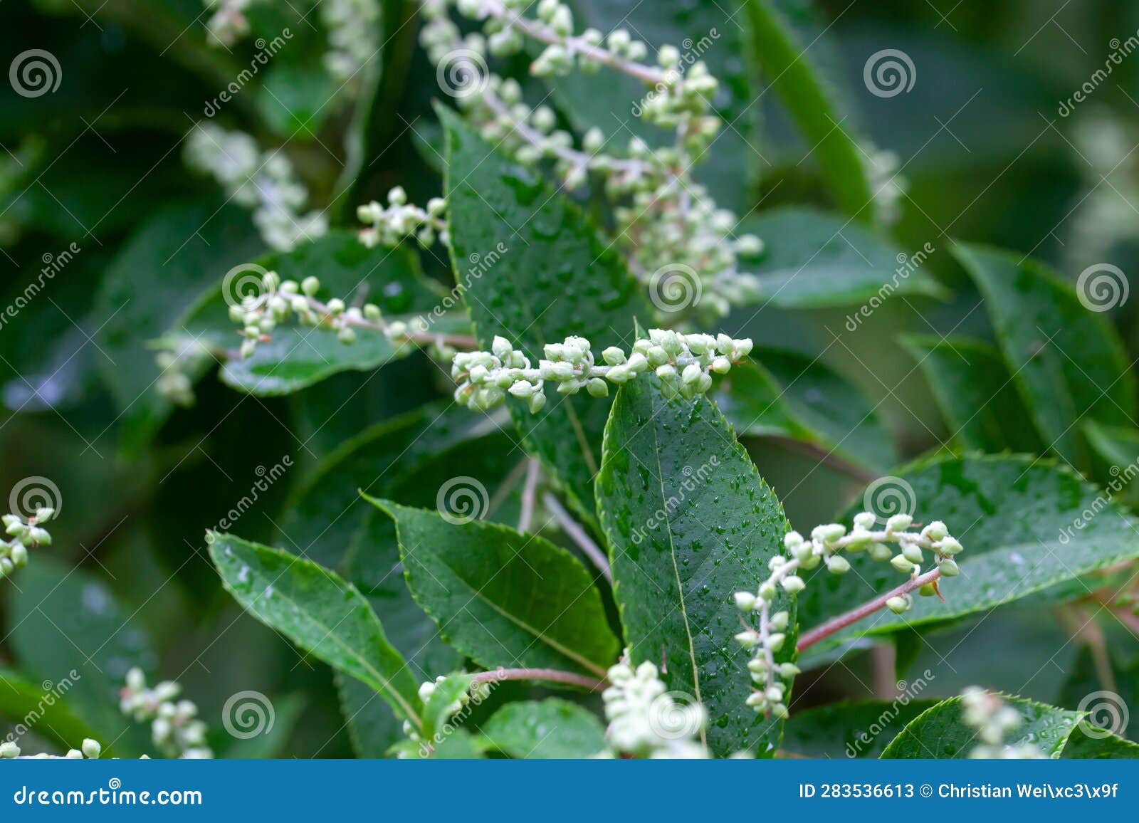 Inflorescence of a Japanese Clethra, Clethra Barbinervis Stock Image ...