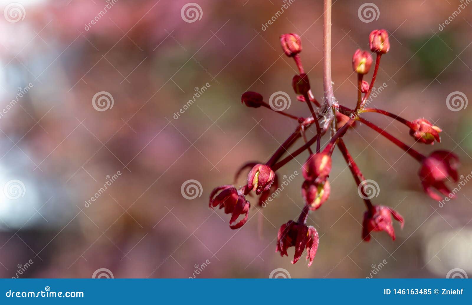 Acer Rubrum Flower