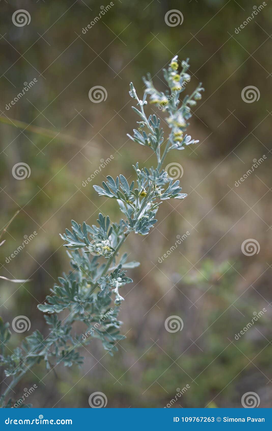 Inflorescence Jaune D'absinthe D'armoise Image stock - Image du jaune ...