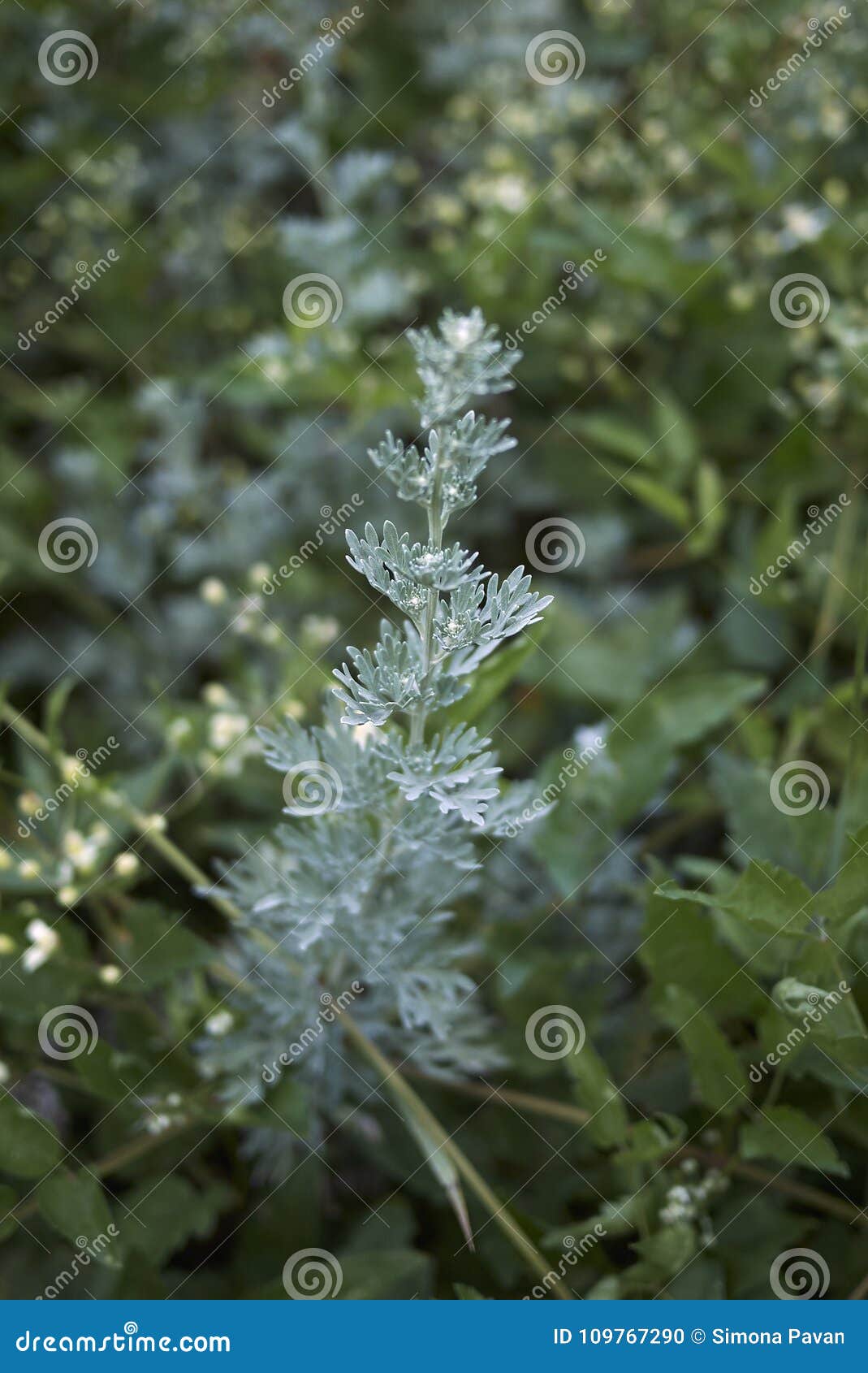Inflorescence Jaune D'absinthe D'armoise Photo stock - Image du ...