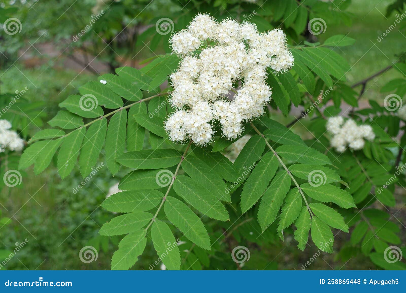 Inflorescence and Leaves of European Rowan in May Stock Photo - Image ...