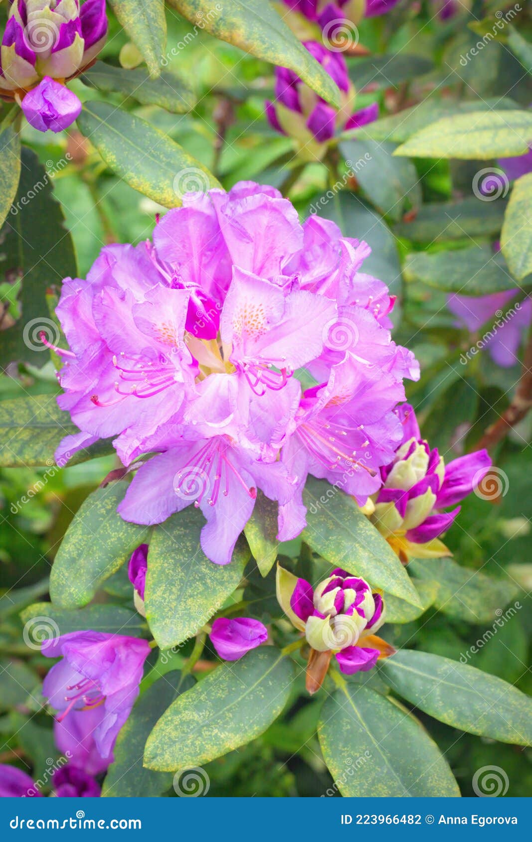 Inflorescence of Lilac Azalea on a Blurred Background Stock Photo ...