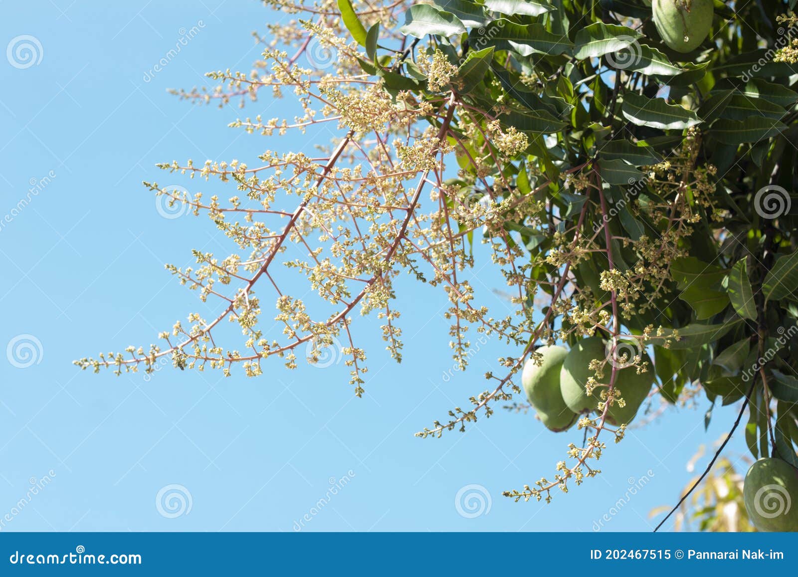 Inflorescence of Mango Bloom on Tree on Blue Sky Background. Stock ...