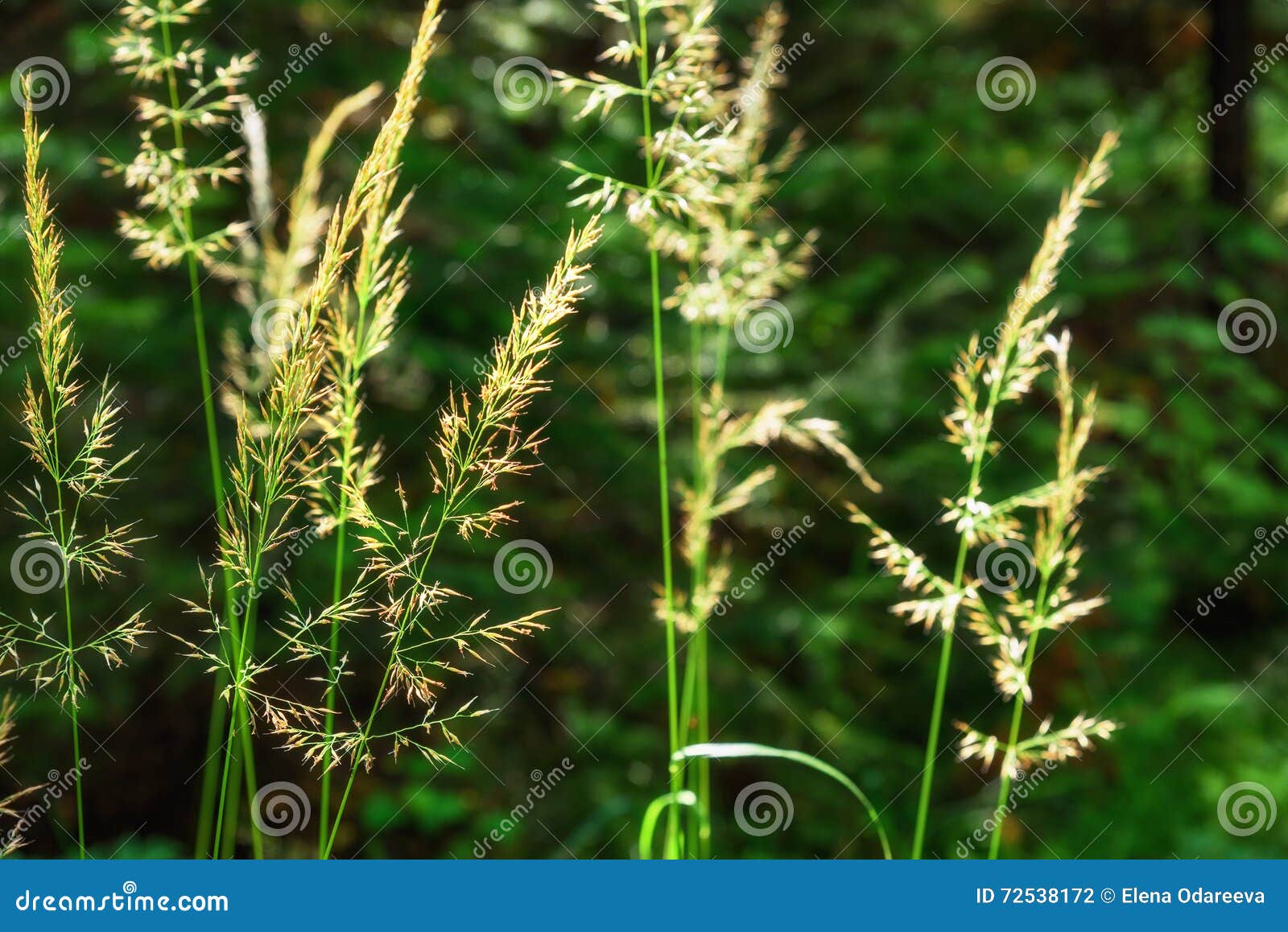 Inflorescence of Meadow Grass on Sun Stock Photo - Image of landscape ...