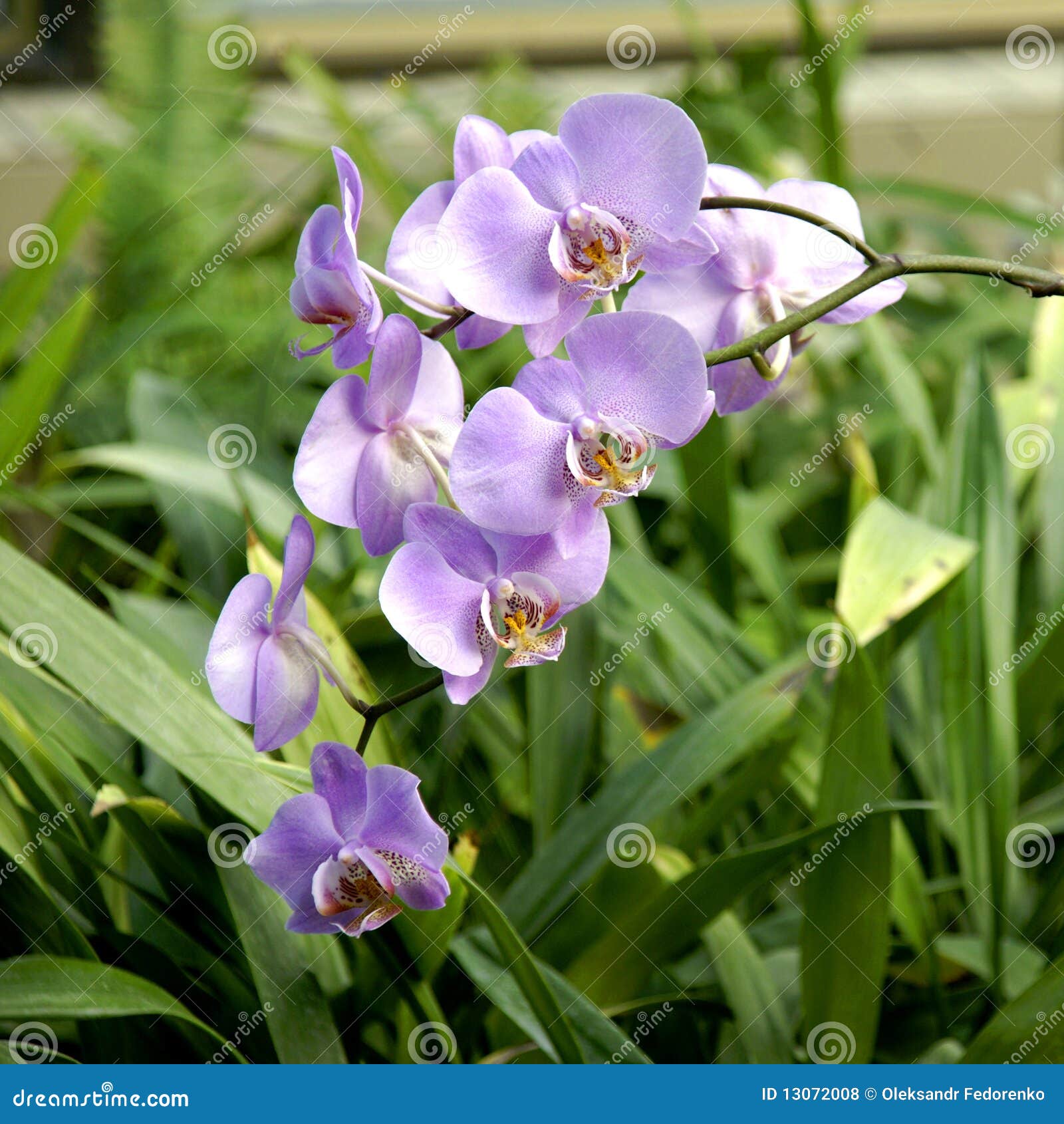 Inflorescence of orchids. stock photo. Image of isolated - 13072008