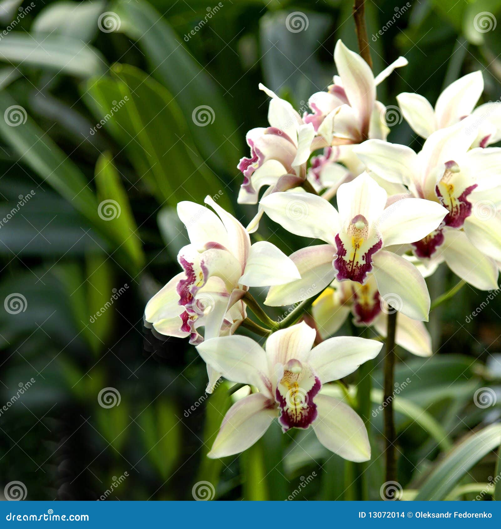 Inflorescence of orchids. stock photo. Image of gift - 13072014