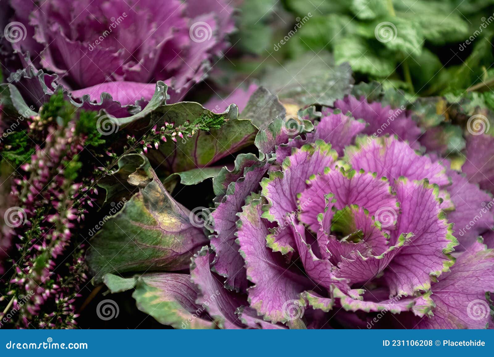 Inflorescence of Ornamental Brassica Cabbage Close-up Stock Photo ...