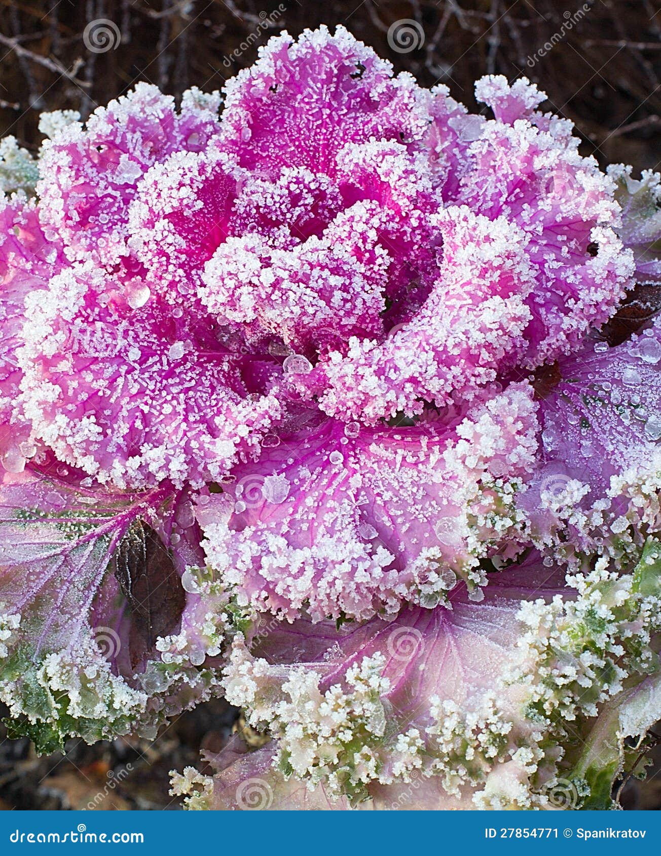 Inflorescence Ornamental Cabbage Stock Image - Image of curly, lush ...
