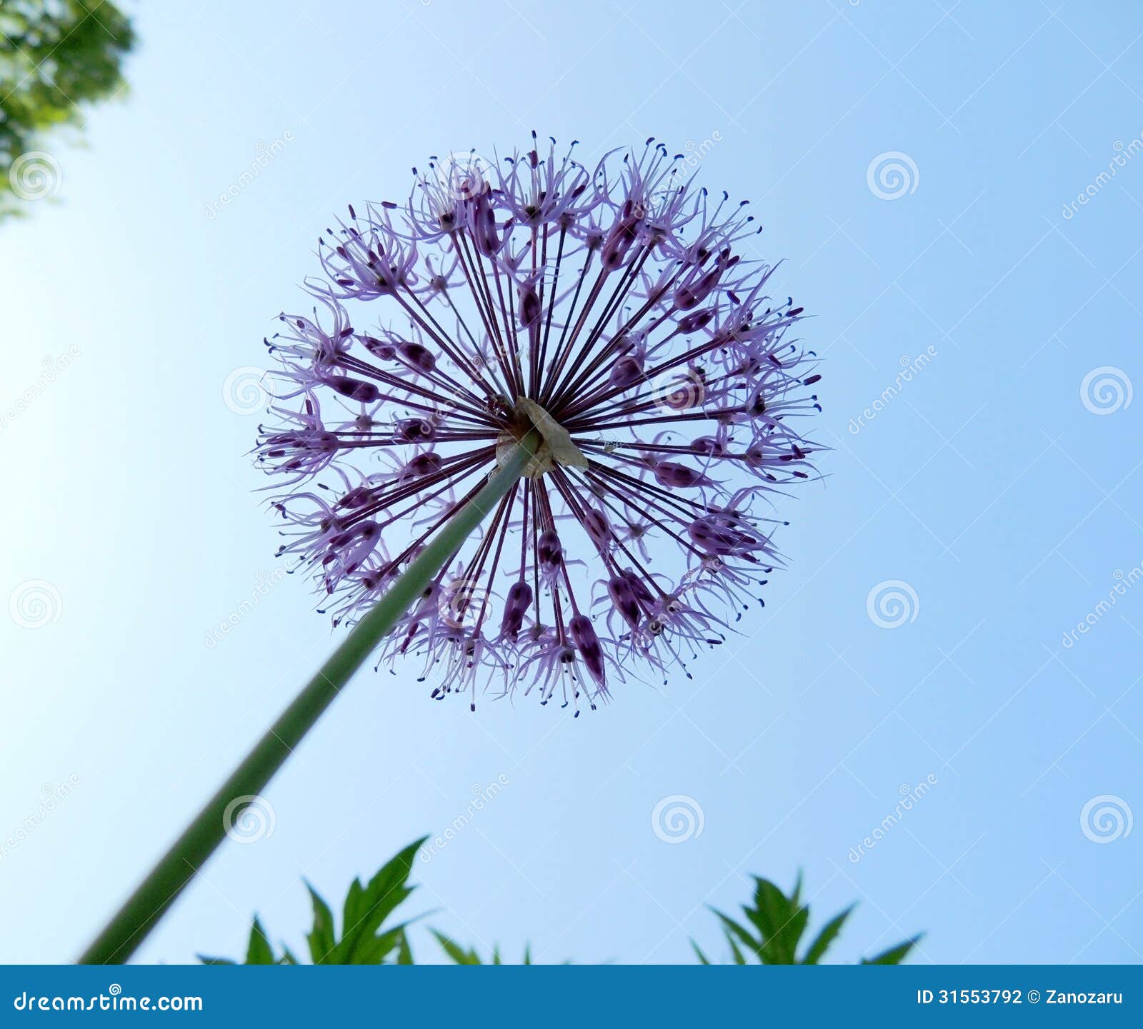 Inflorescence Ornamental Onions (Allium) Stock Photo - Image of ...