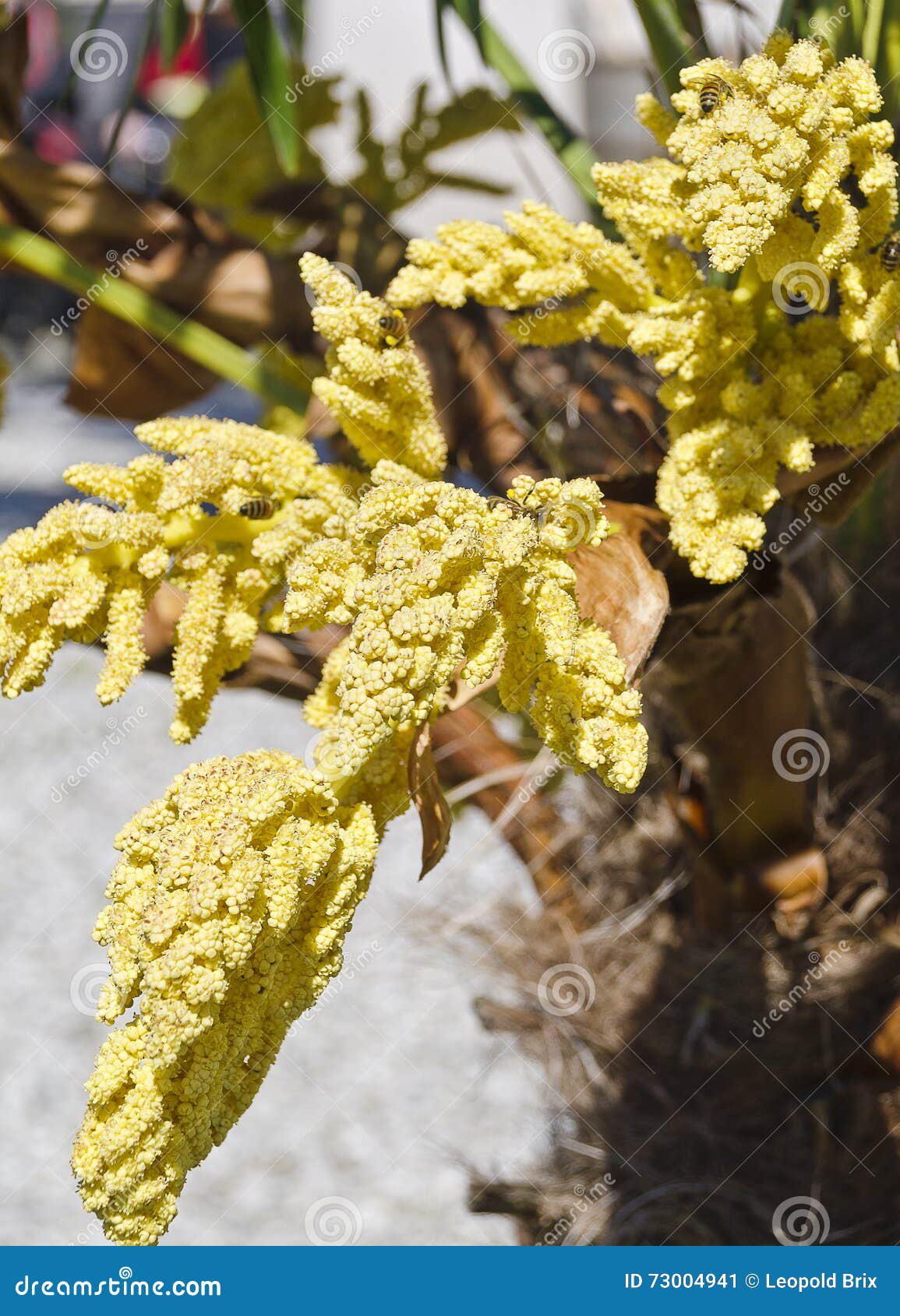 Inflorescence of a Palm Tree Stock Image - Image of panicle, bloom ...