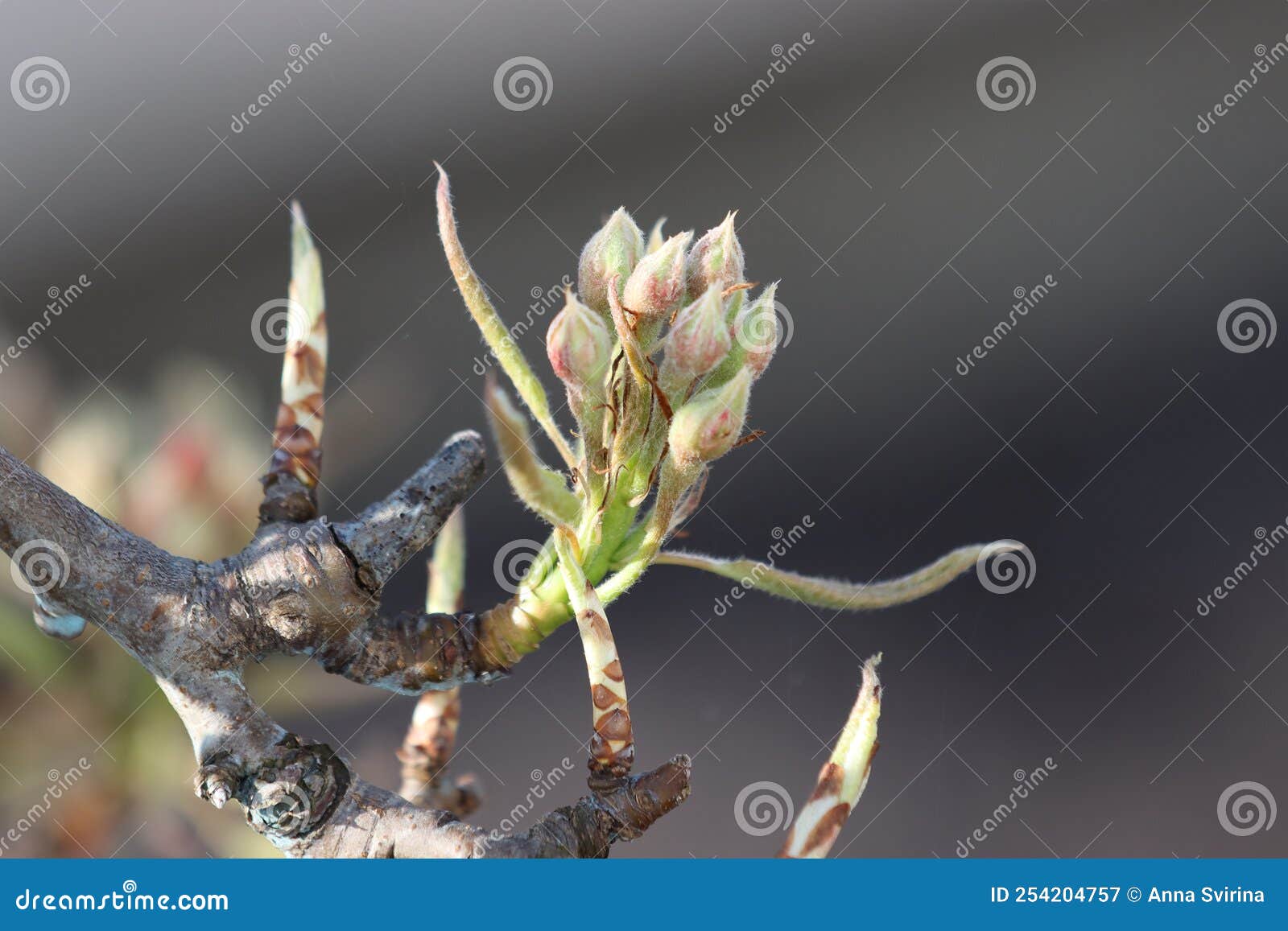 Inflorescence of Pear Tree Buds Stock Image - Image of tree, garden ...