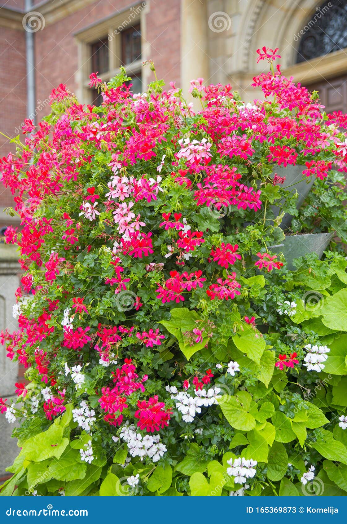 Inflorescence of Pink Geranium Flowers Stock Image - Image of poland ...