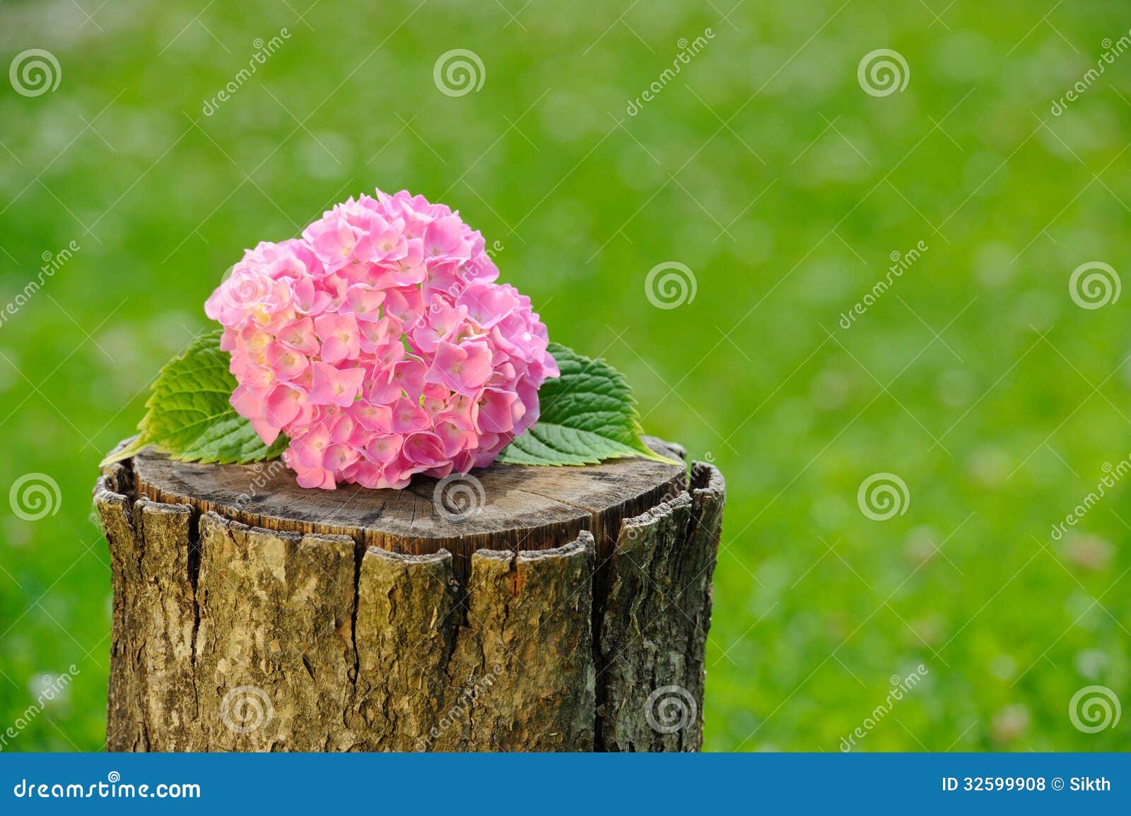 Inflorescence of Pink Hydrangea on Tree Stump Stock Photo - Image of ...