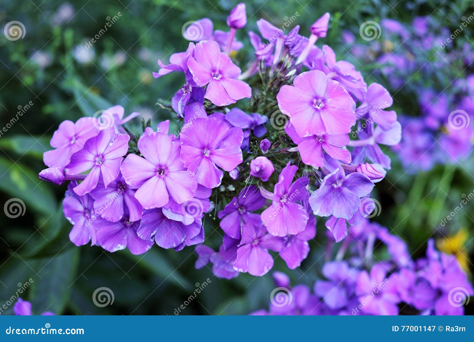 Inflorescence purple phlox stock image. Image of petal - 77001147