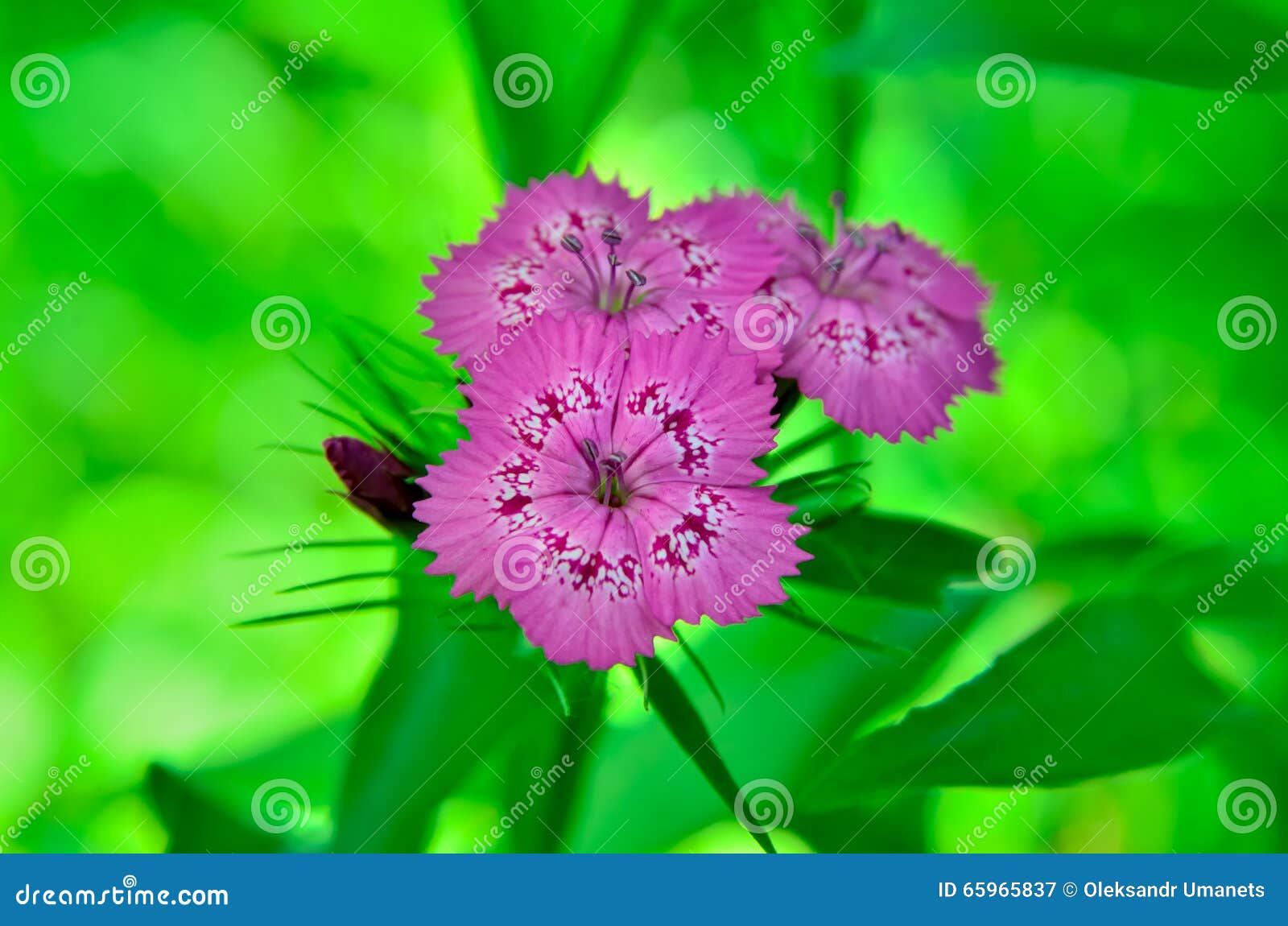 Inflorescence of Small Carnations Growing in the Garden Stock Image ...