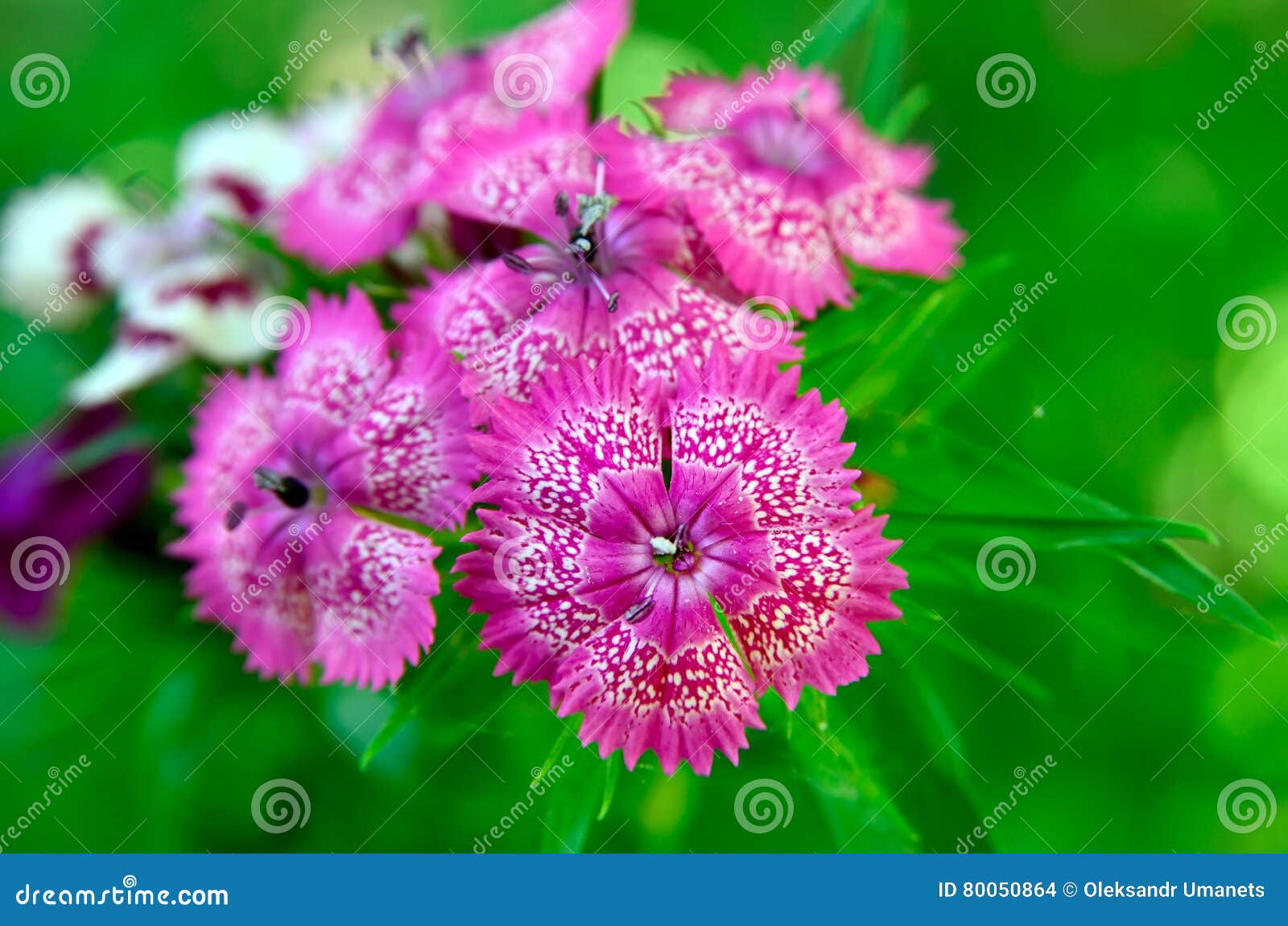 Inflorescence of Small Carnations Growing in the Garden Stock Photo ...