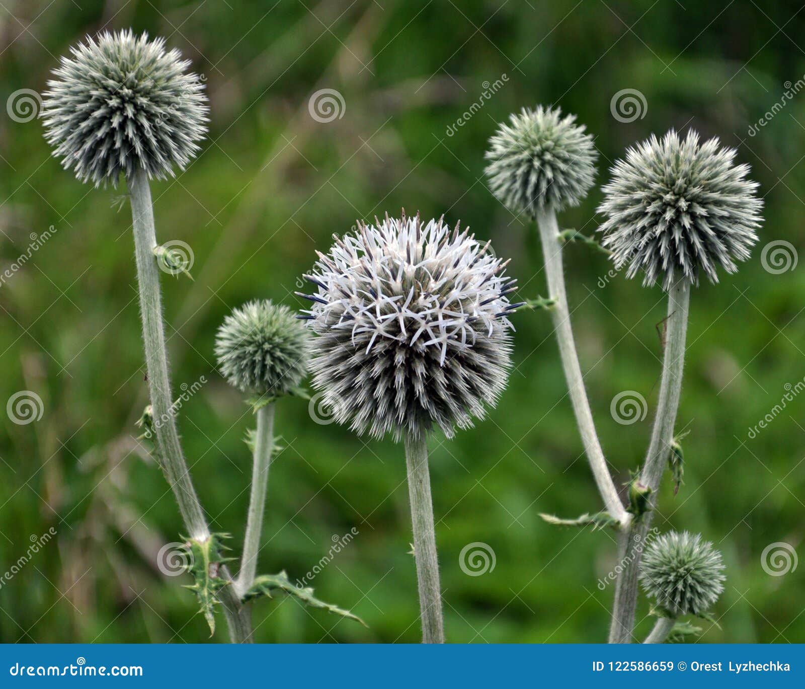 Flowering echinops ritro stock image. Image of freshness - 122586659