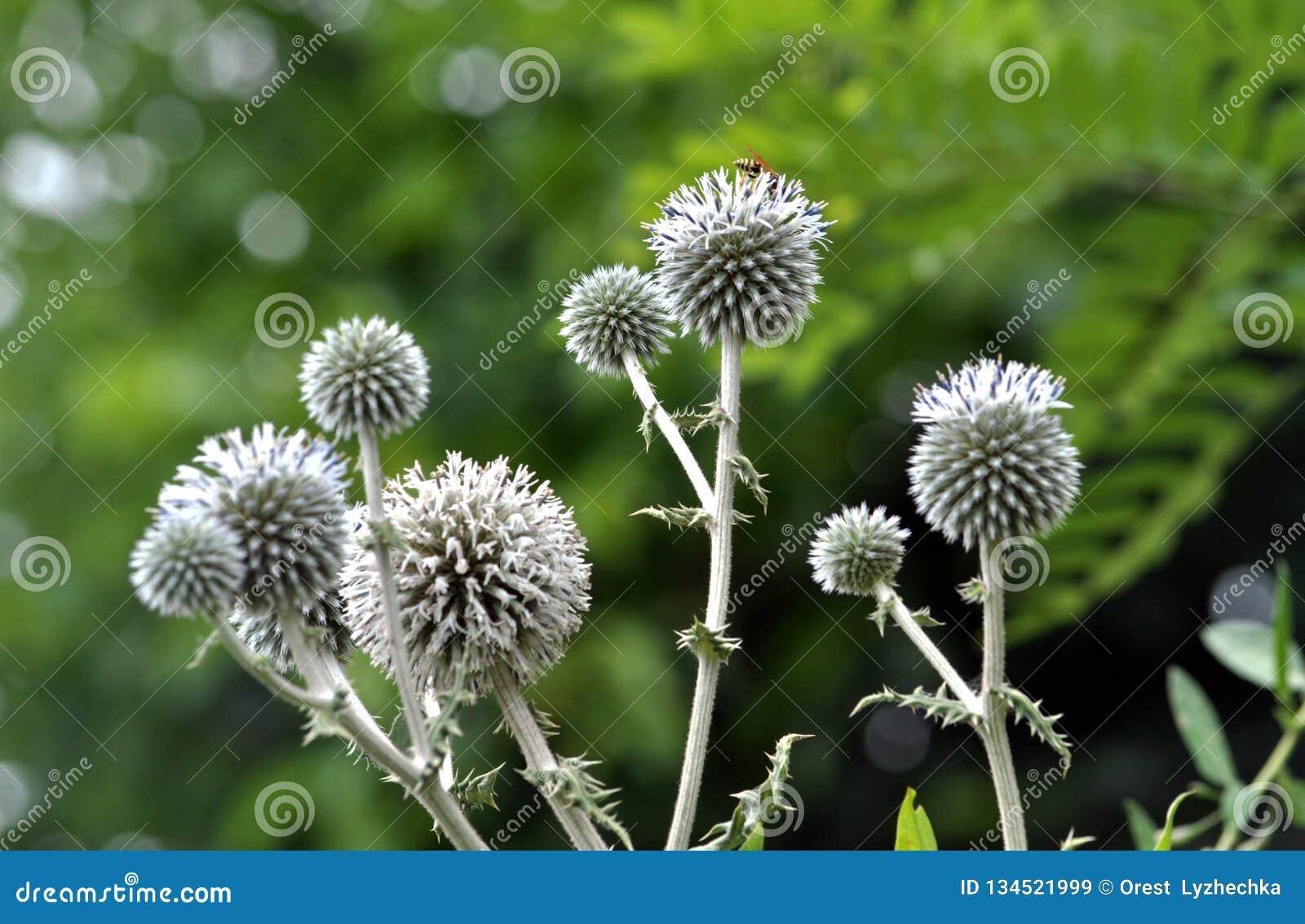 Flowering echinops ritro stock image. Image of close - 134521999