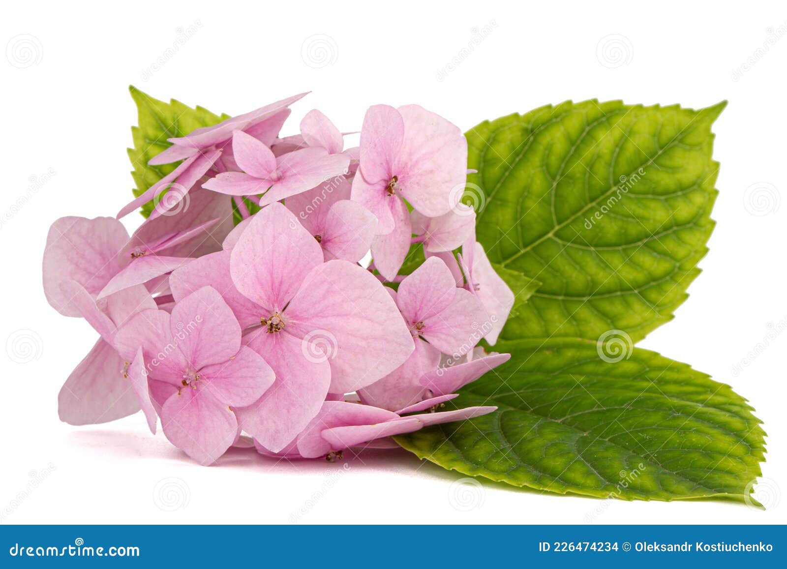 Inflorescence of the Tenderly Pink Flowers of Hydrangea, Isolated on ...