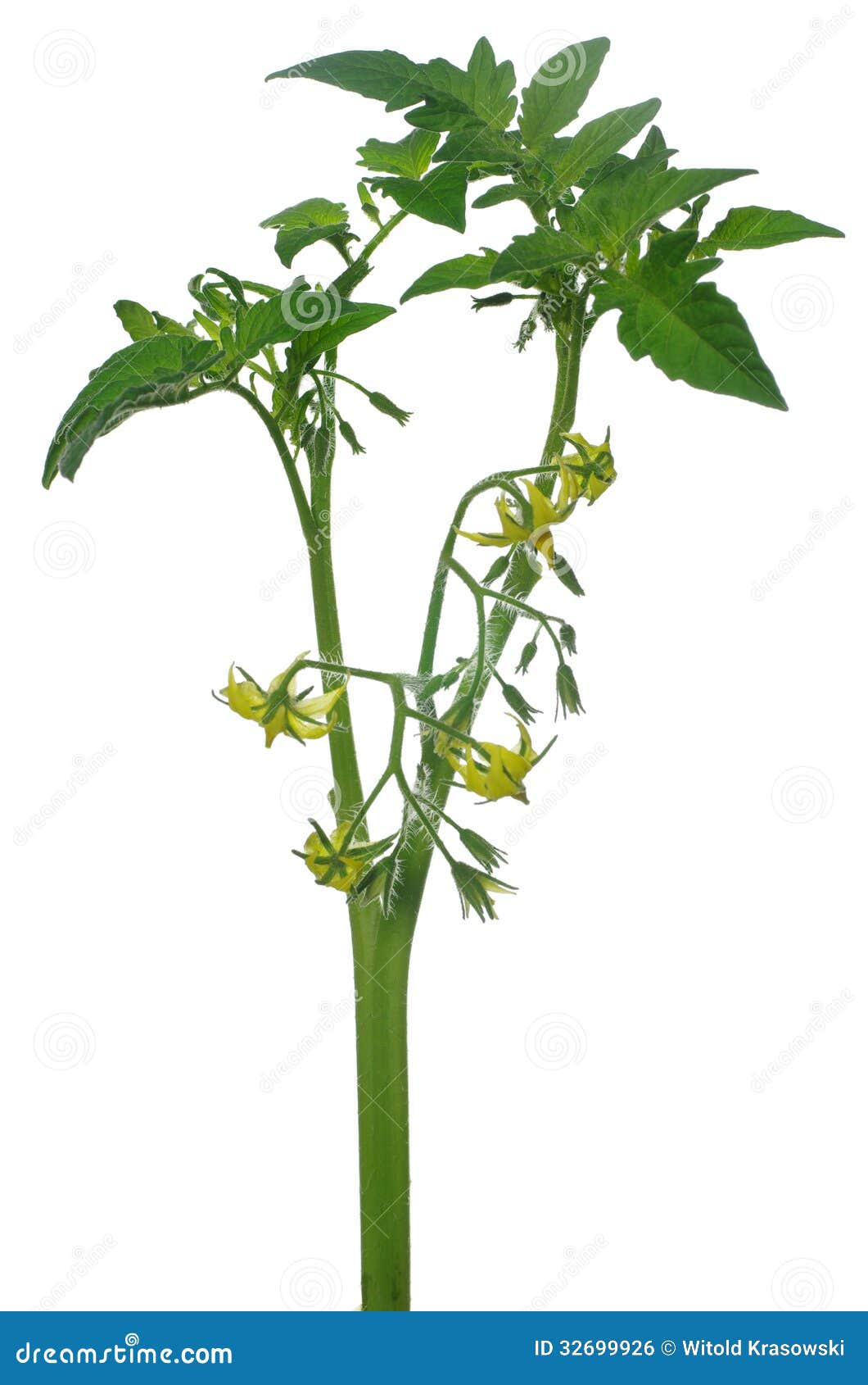 203 Inflorescence Tomato Photos - Free & Royalty-Free Stock Photos from ...