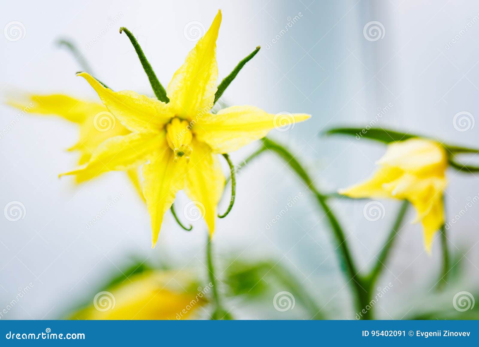 Inflorescence of Tomatoes on a Branch in Stock Image - Image of ...