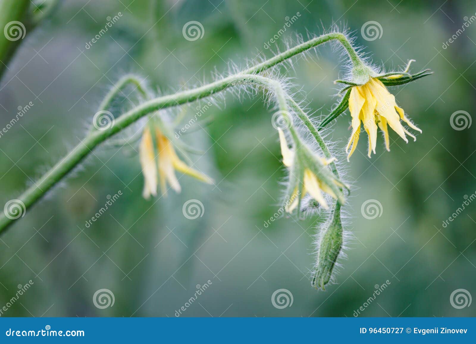 Inflorescence of Tomatoes on a Branch in Stock Image - Image of ...