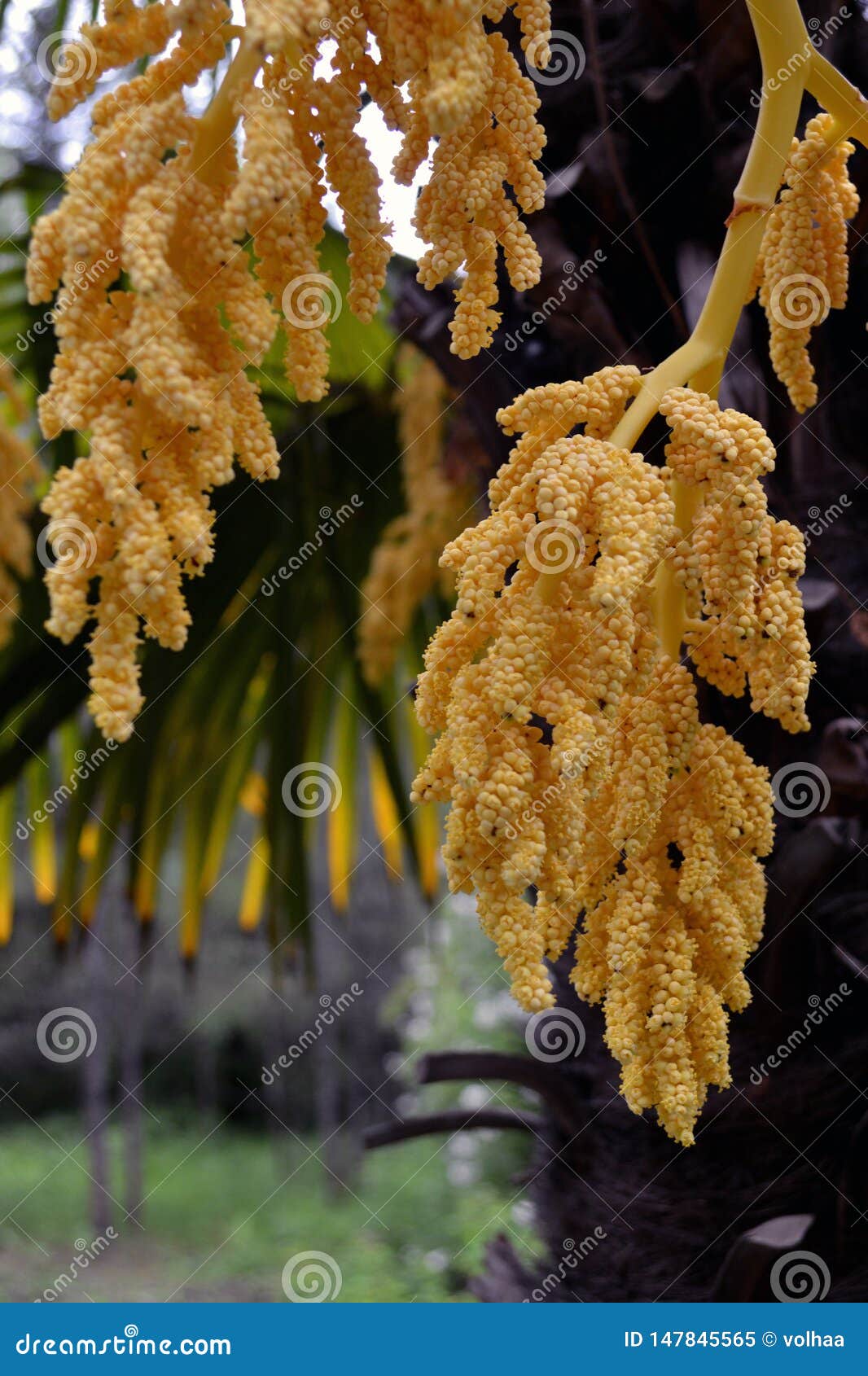 Inflorescence of Trachycarpus Fortunei Stock Image - Image of forest ...
