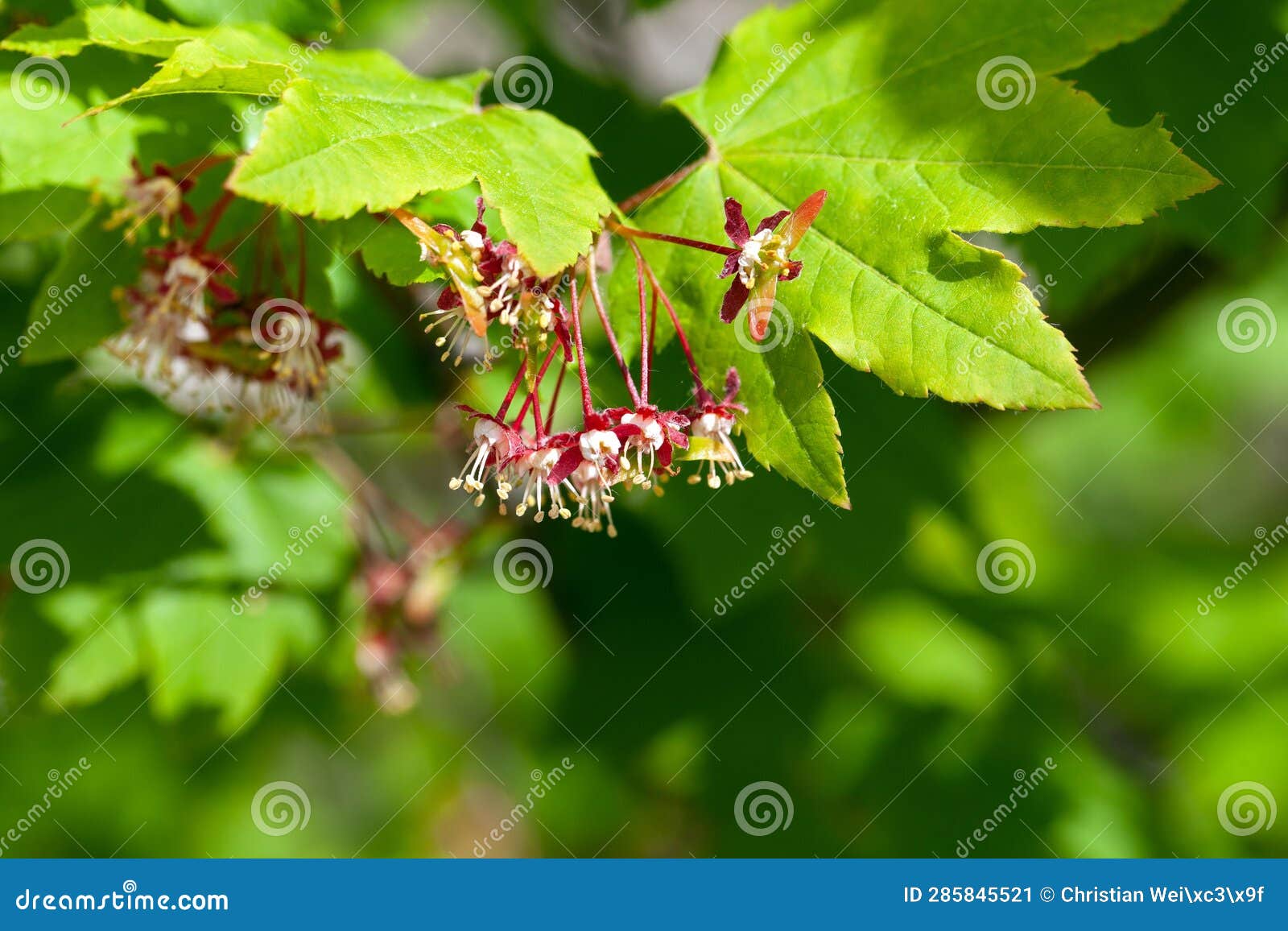 Inflorescence of a Vine Maple, Acer Circinatum Stock Image - Image of ...