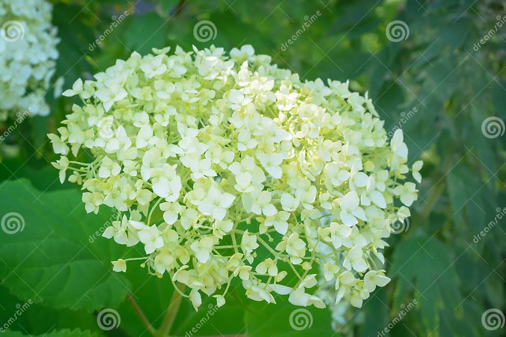 Inflorescence of White Hydrangea on a Background of Foliage Stock Image ...