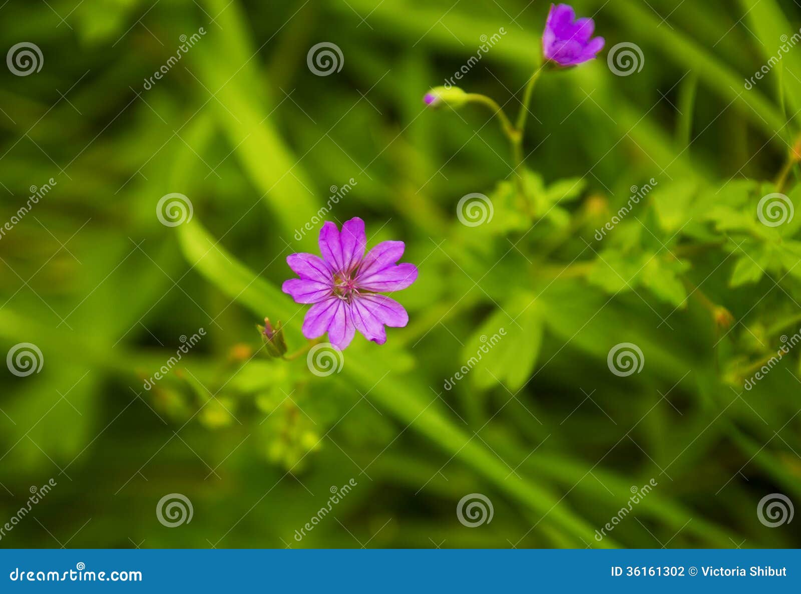 Inflorescence of Wild Geranium in Grass Stock Photo - Image of spring ...
