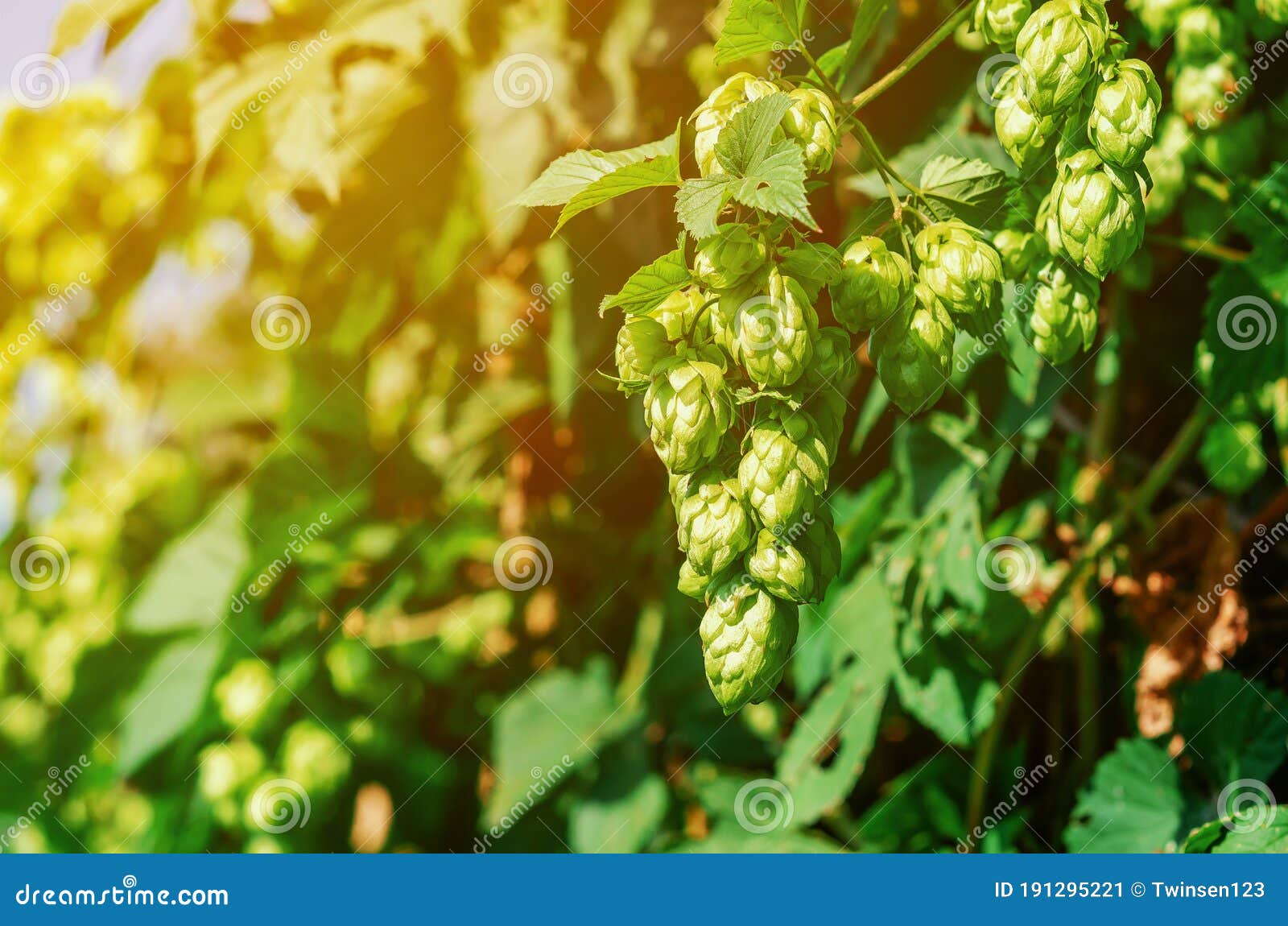 Inflorescences of Green Hops on a Background of Sunlight Stock Image ...