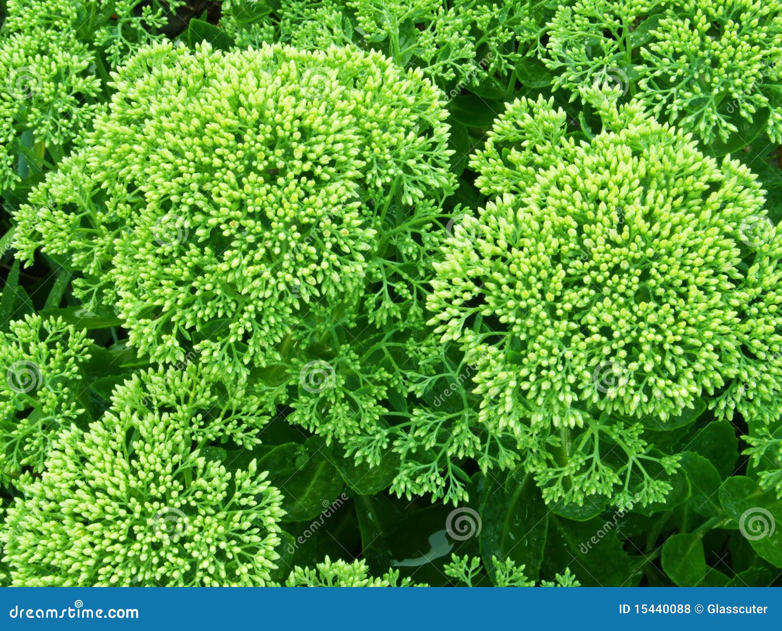 Inflorescences Orpin after the Rain. Stock Photo - Image of outline ...