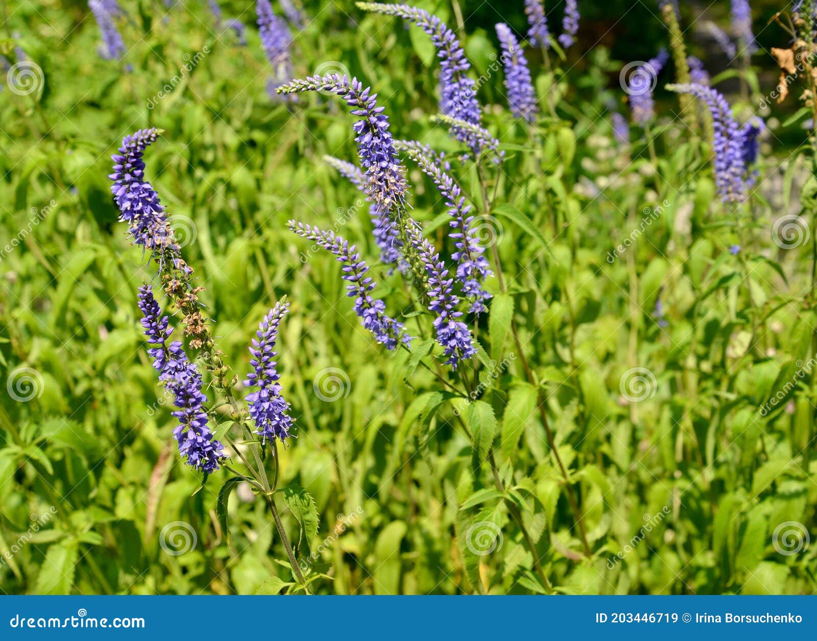 The Inflorescences of the Veronica are Long-leaved Veronica Longifolia ...