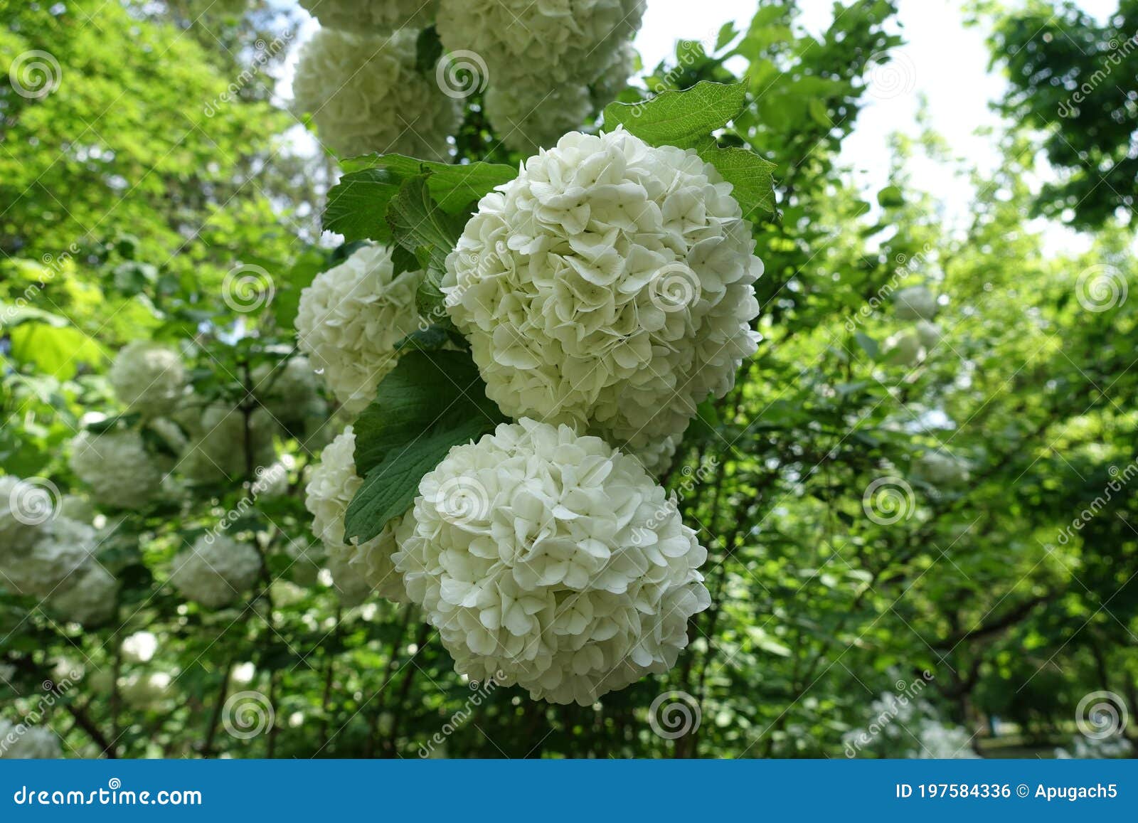 Inflorescences of Viburnum Opulus Sterile in May Stock Photo - Image of ...